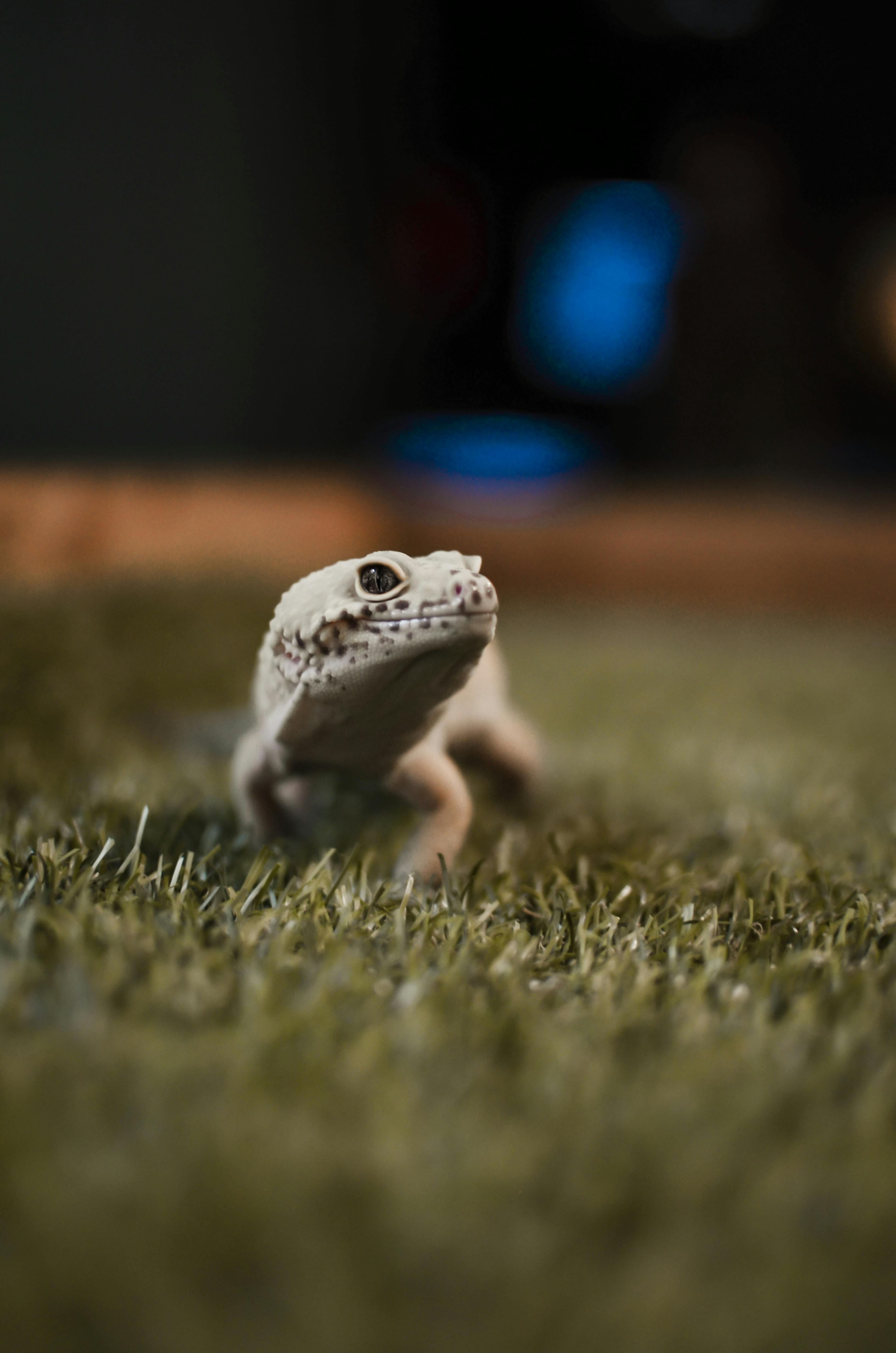 Leopard Gecko Photos, Download The BEST Free Leopard Gecko Stock Photos ...