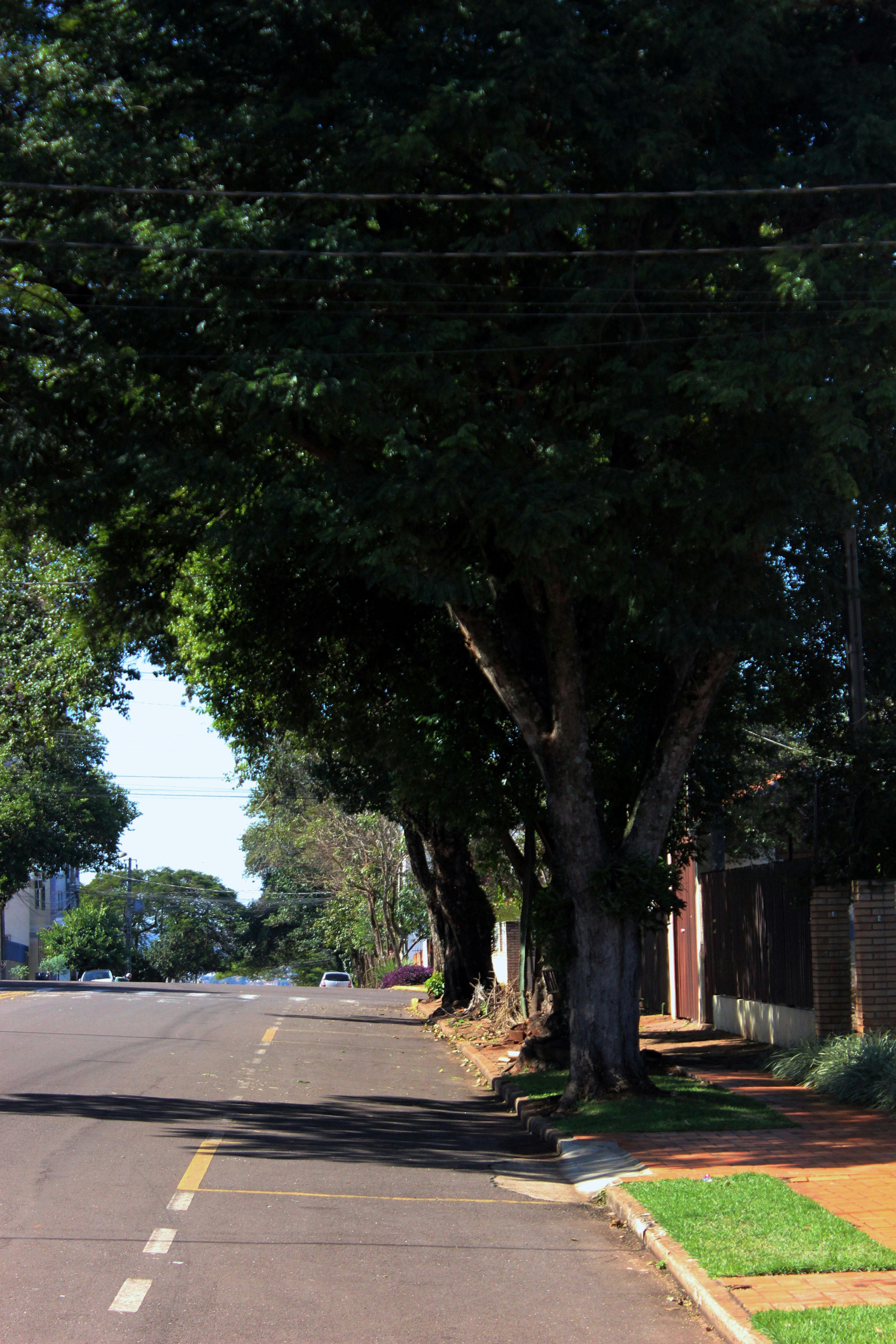 Green Trees Beside Road · Free Stock Photo