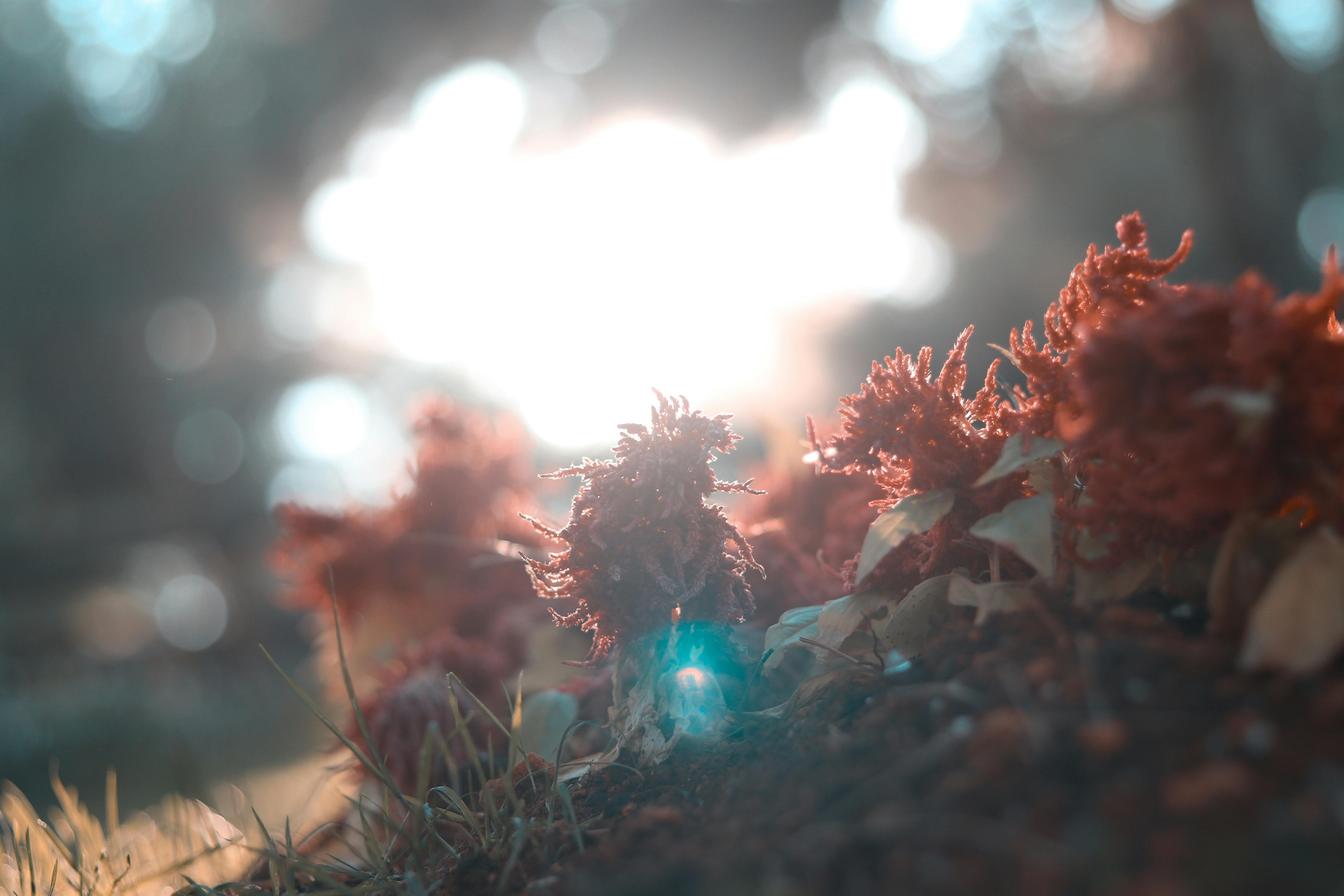 Shallow Focus Photography of Red Flower · Free Stock Photo