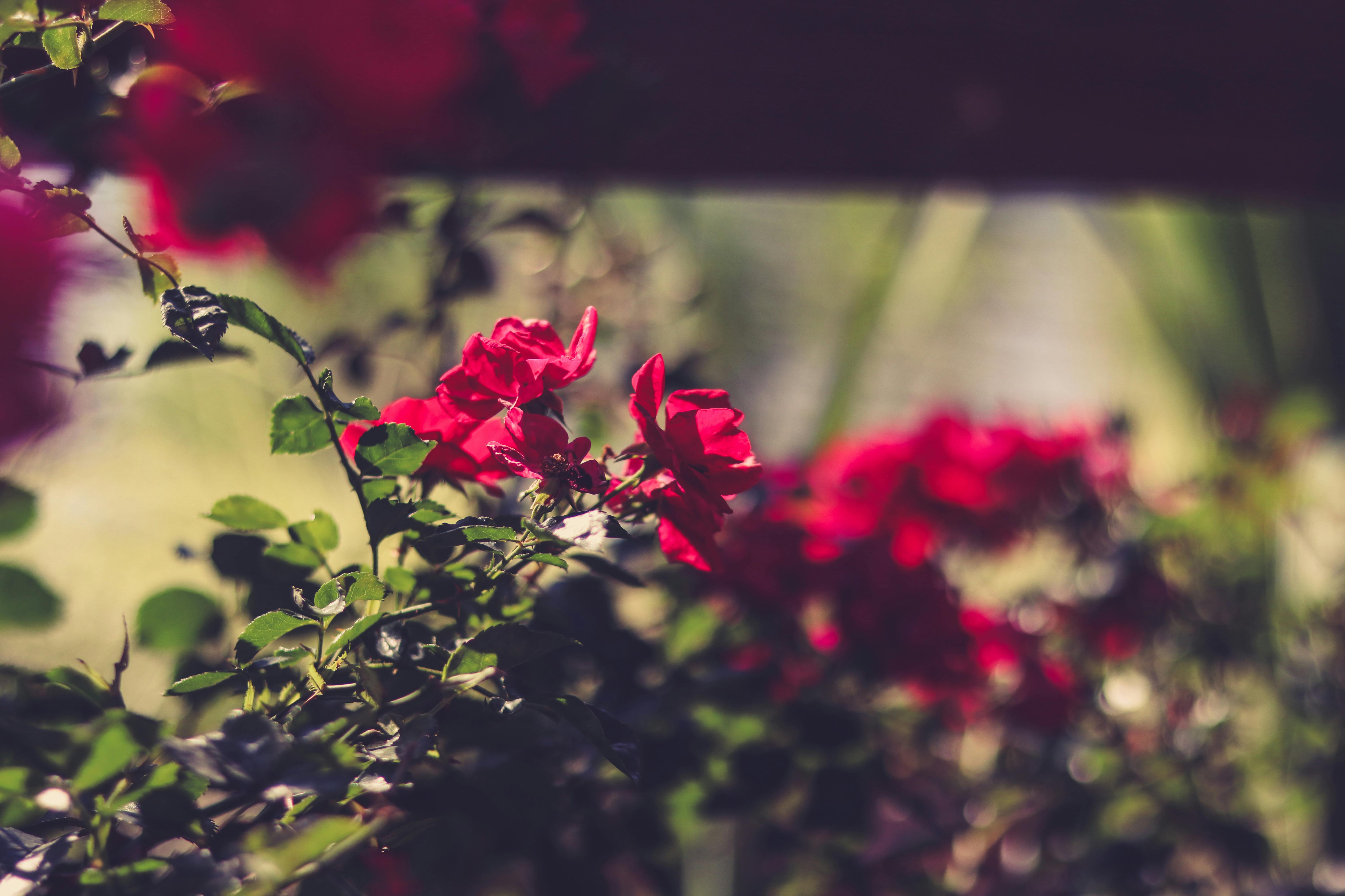 Close-Up Photography of Red Flowers · Free Stock Photo