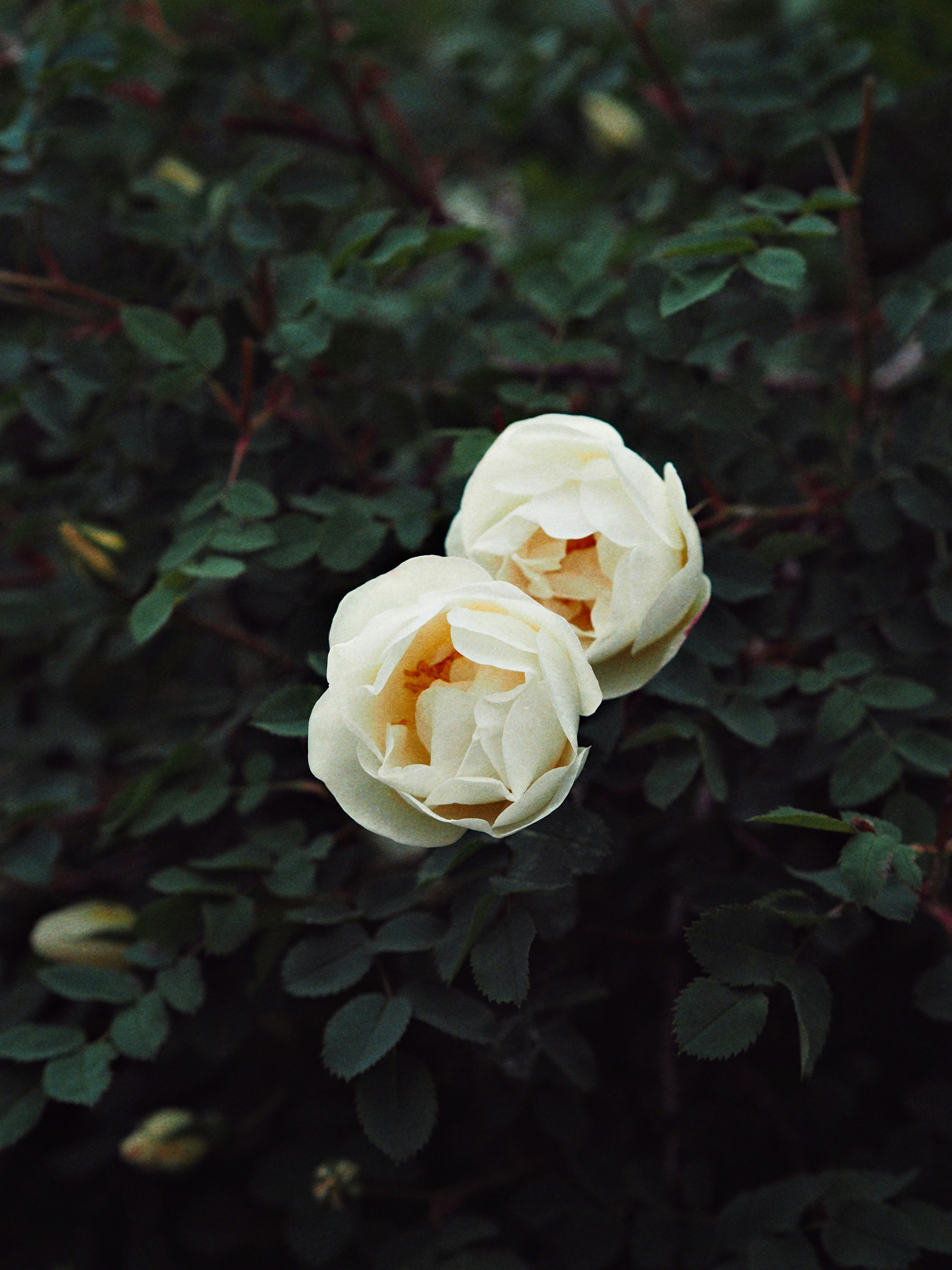 Photo of Two White Roses Heads · Free Stock Photo