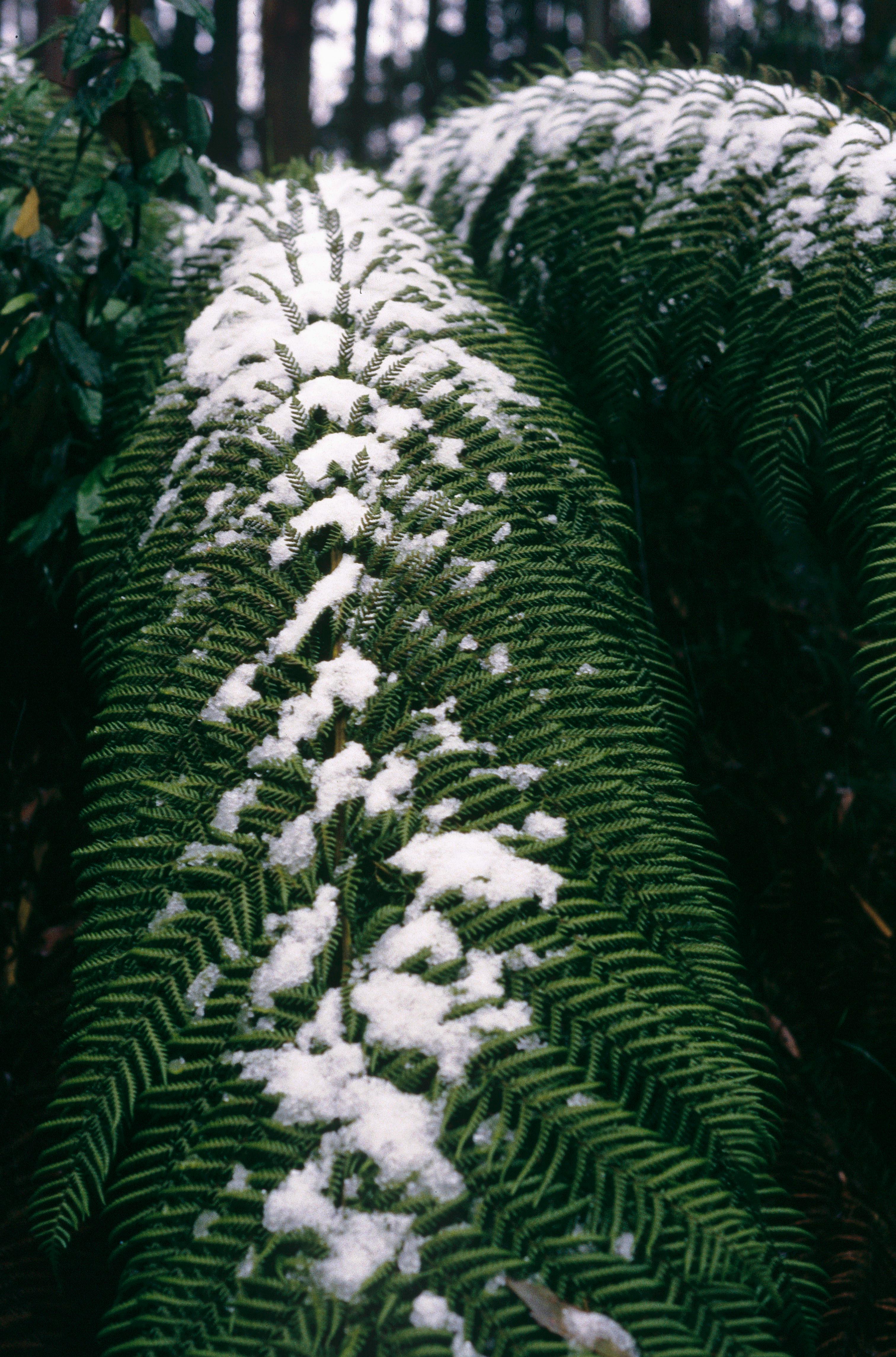 Fern Leaves with Snow · Free Stock Photo