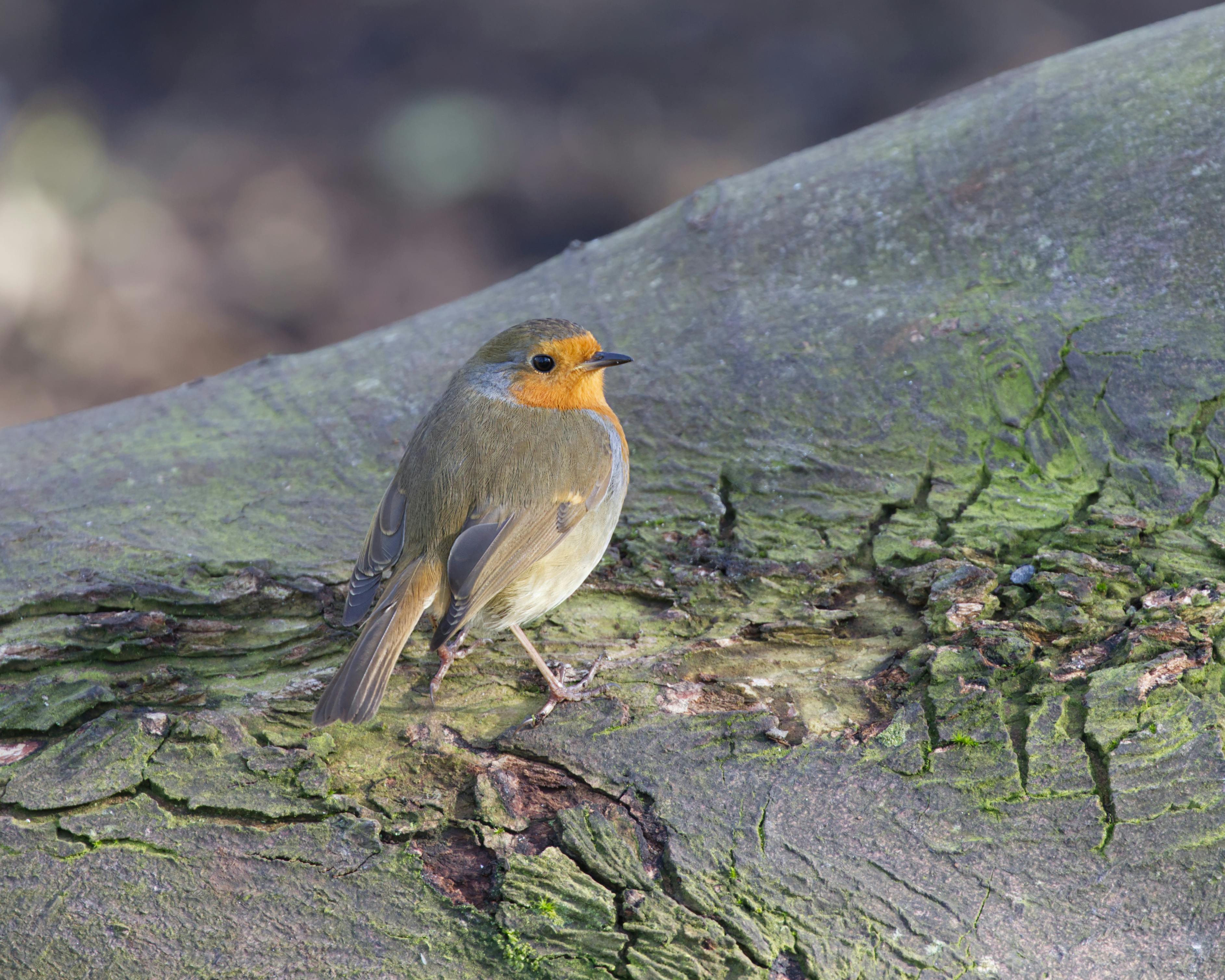 Brown Bird on a Cut Tree Log · Free Stock Photo