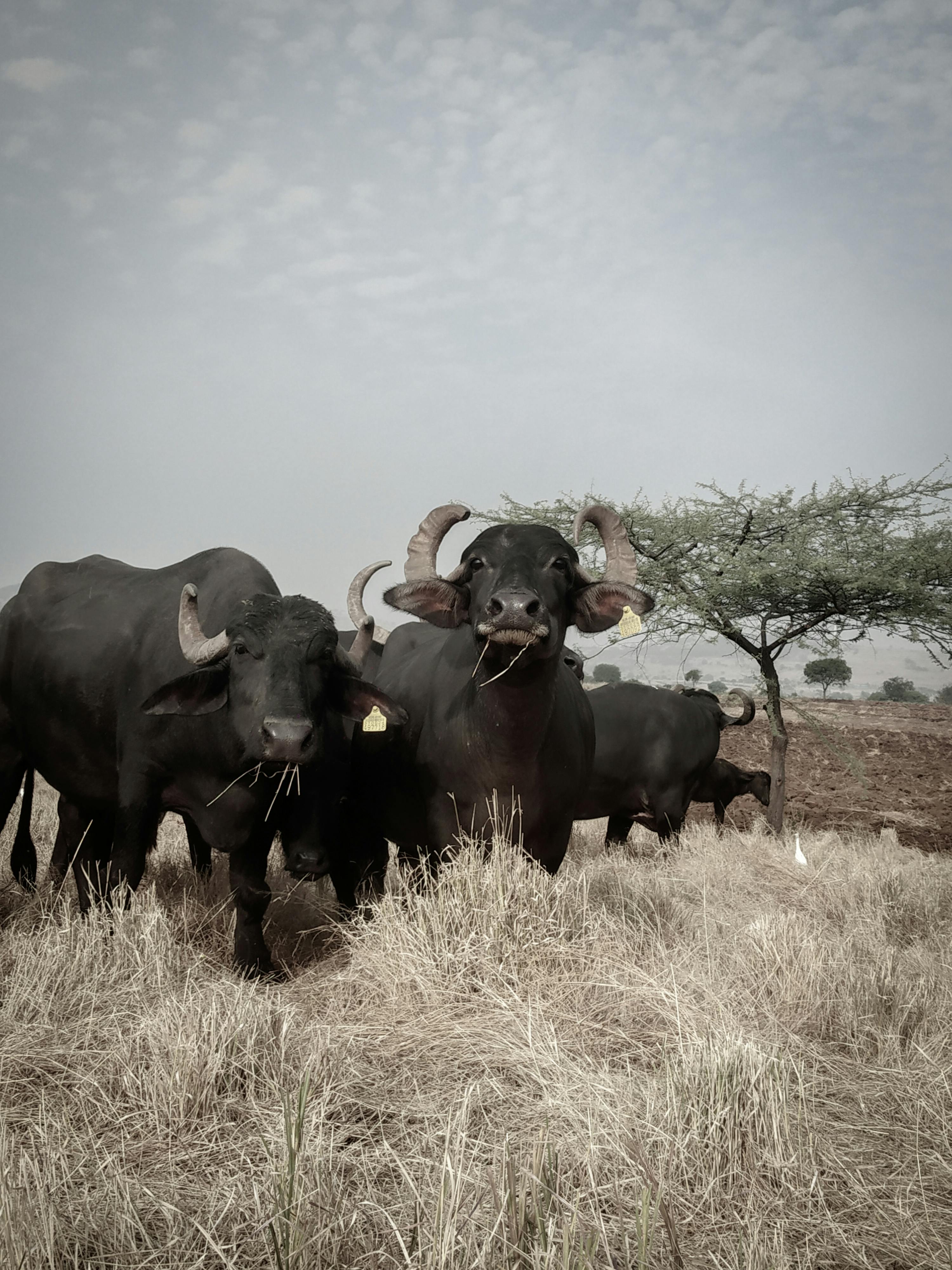 Pawan Sable - Photography