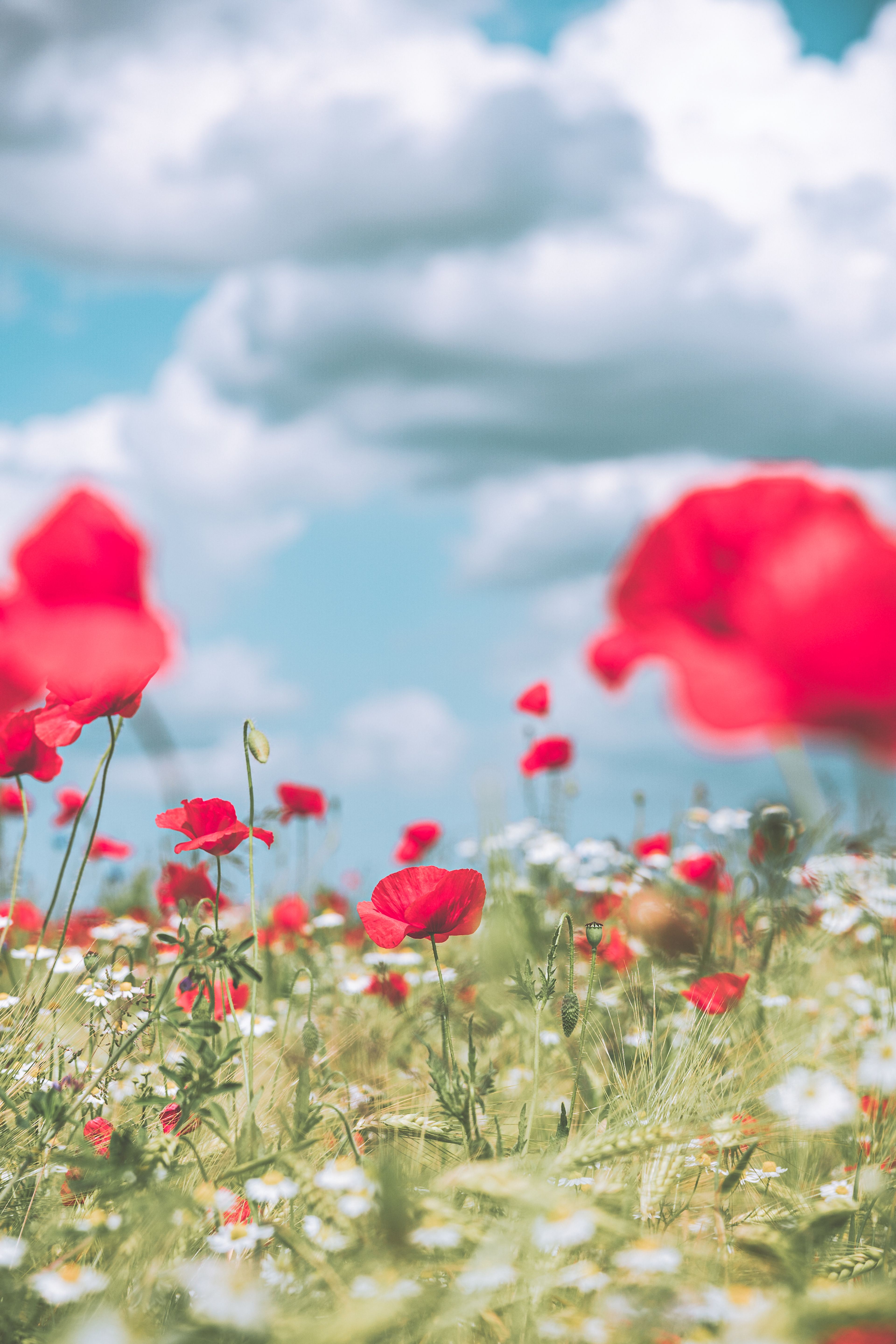 Red Common Poppy Flower Field Under the Cloudy Sky · Free Stock Photo