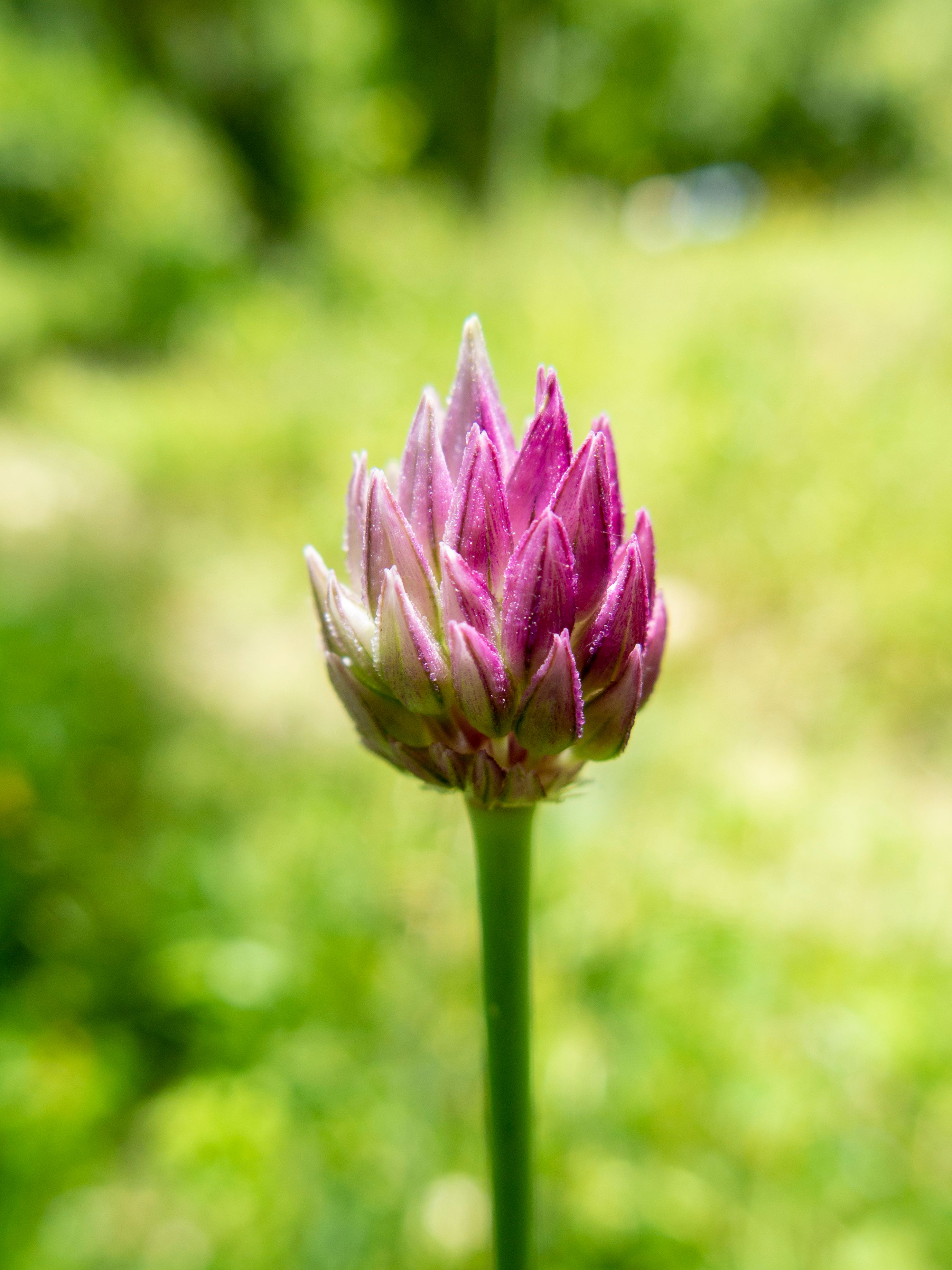 flower garden 8 Photos & Videos Collected by Elahe Rahimi