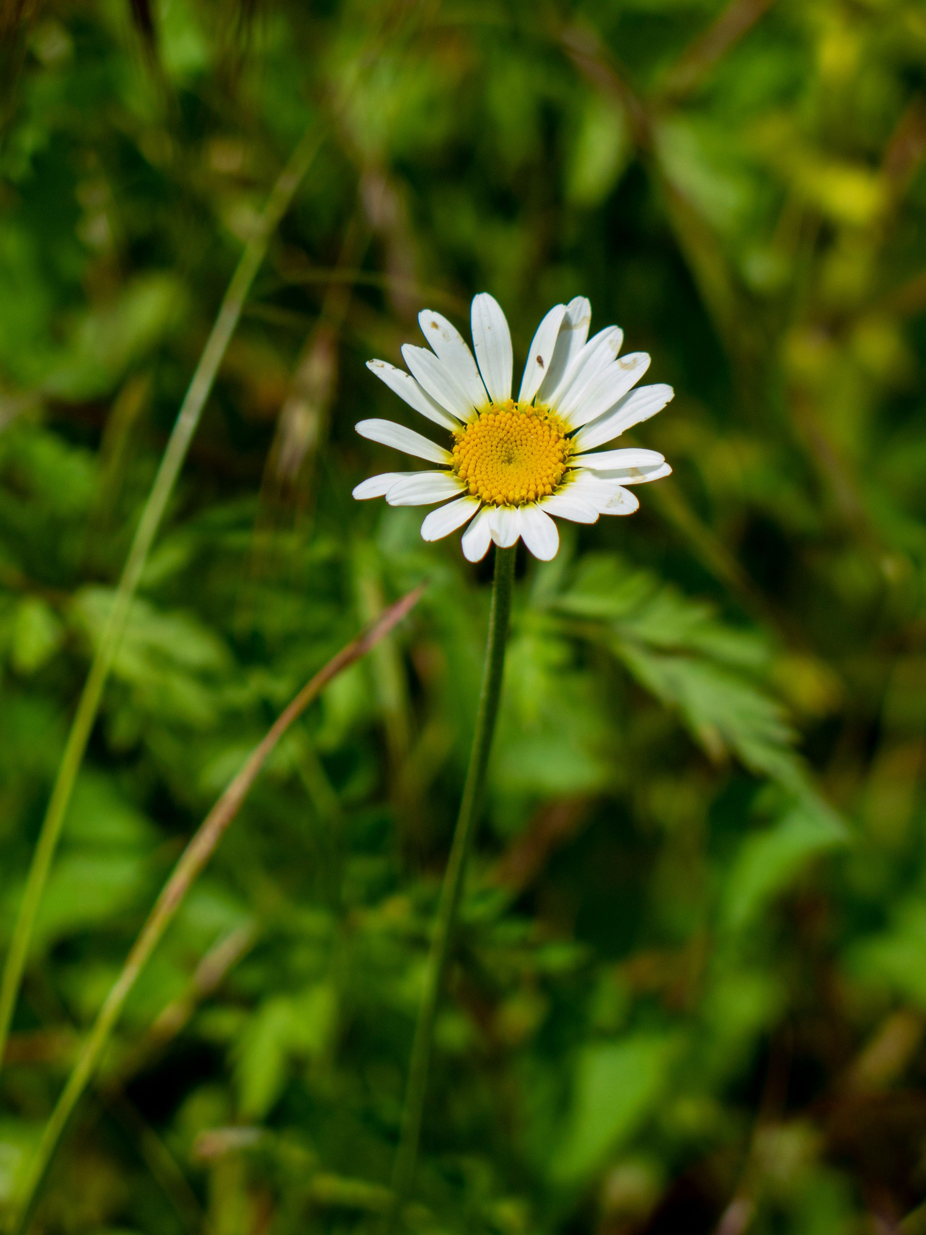 flower garden · Pexels