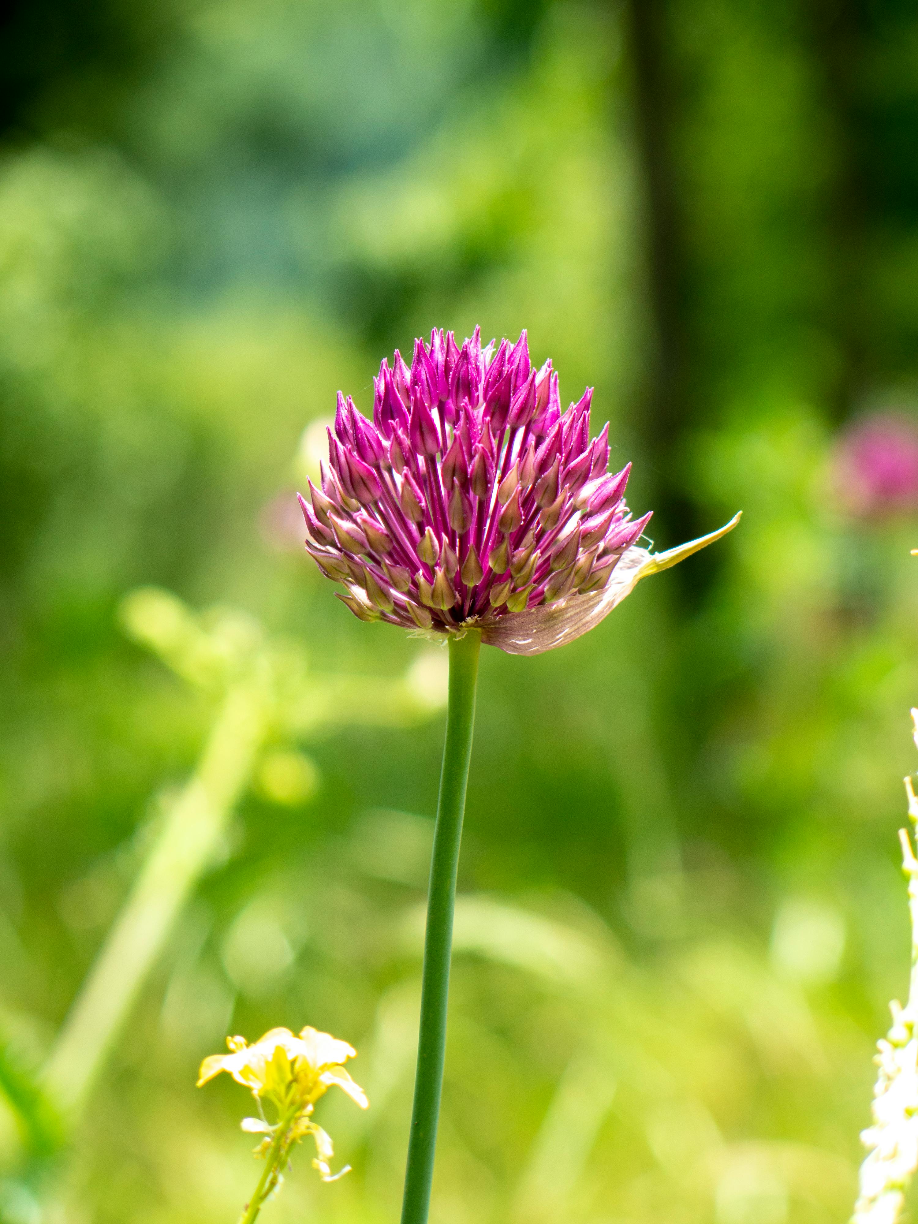 Chive Blossom Photos, Download Free Chive Blossom Stock Photos & HD Images