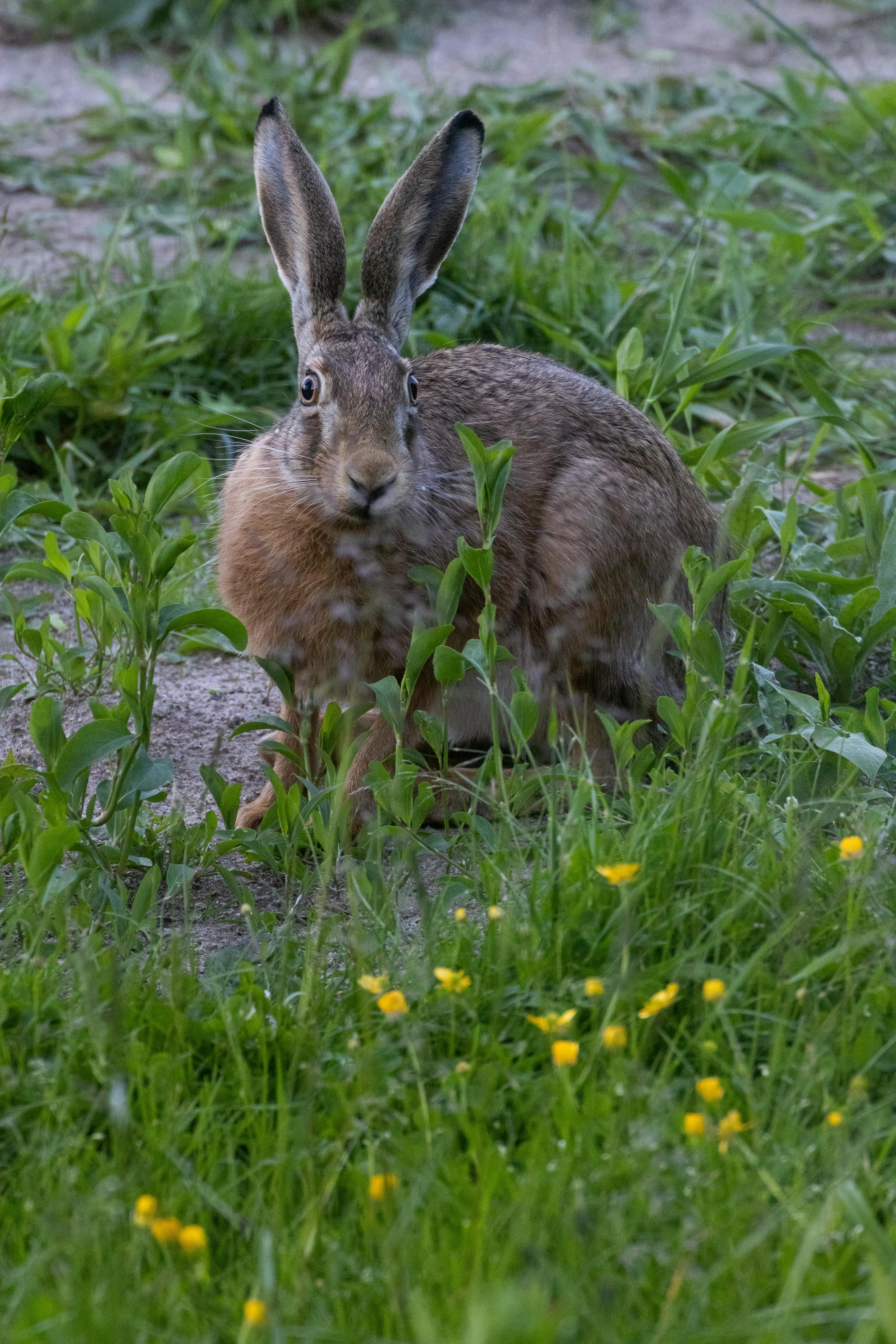 Eastern Hare Photos, Download The BEST Free Eastern Hare Stock Photos & HD Images