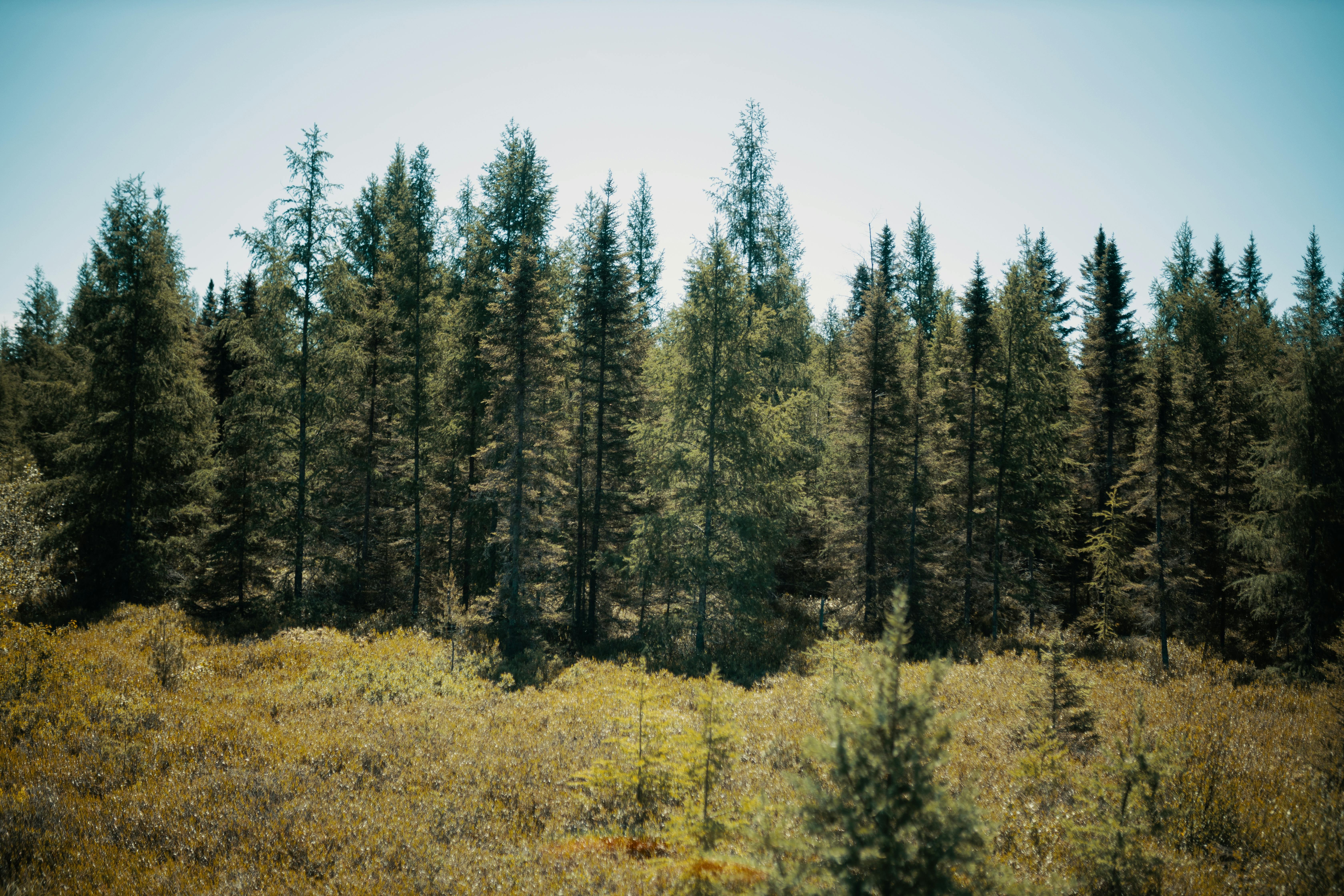 Photo of Trees · Free Stock Photo