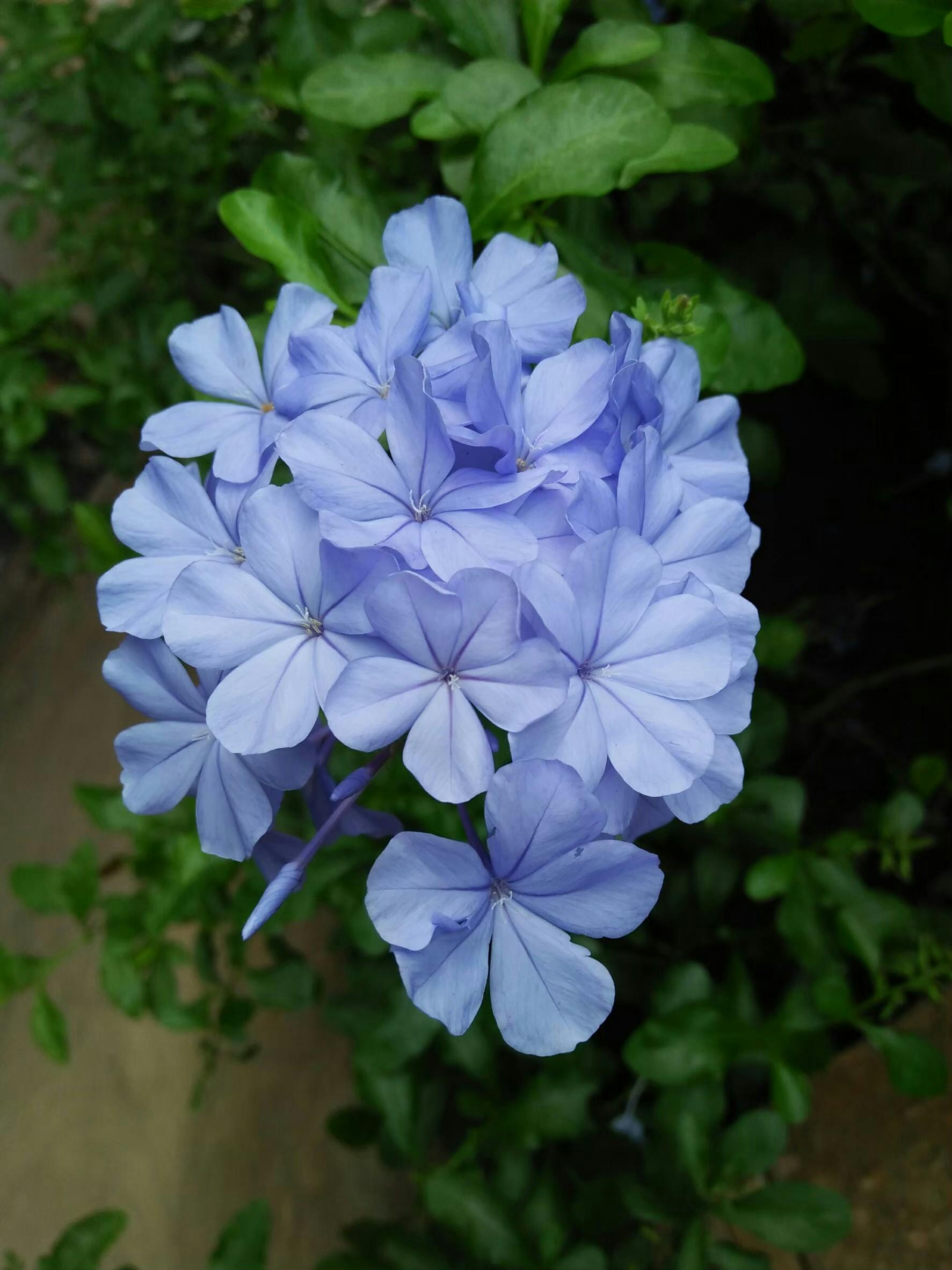 Blue Flowers in Tilt Shift Lens · Free Stock Photo