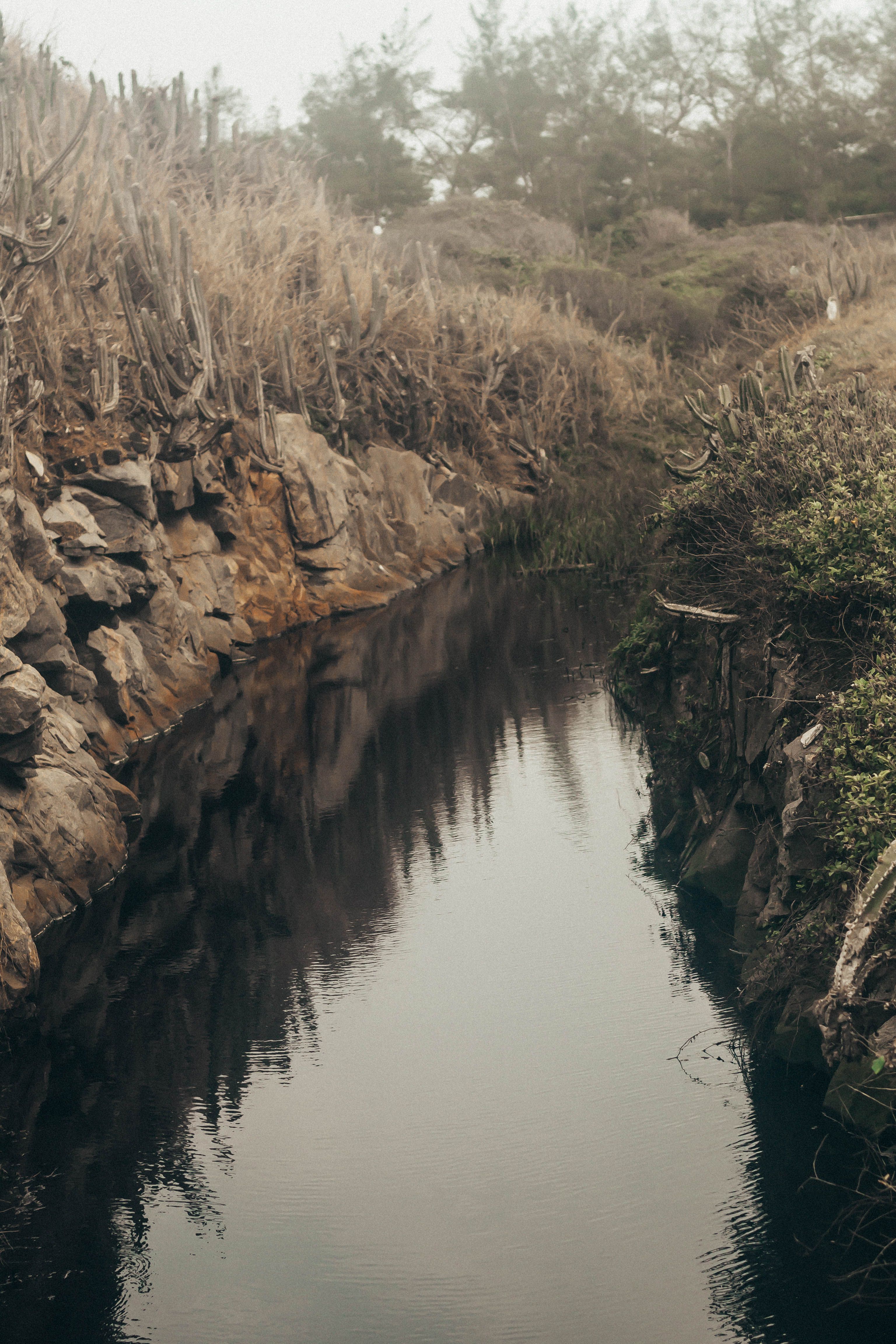 Creek between Bushes and Shrubs · Free Stock Photo