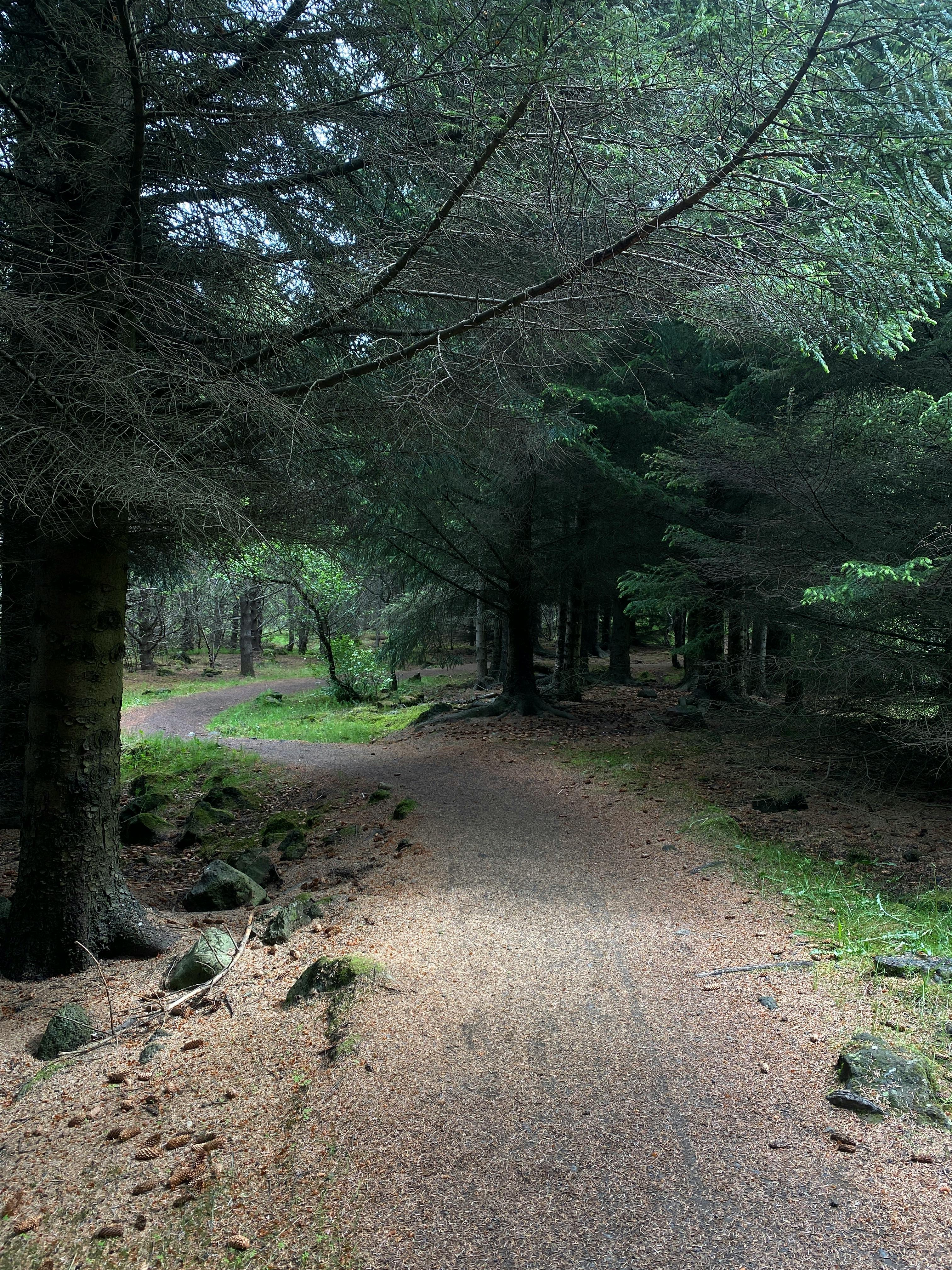 A Pathway in the Forest · Free Stock Photo