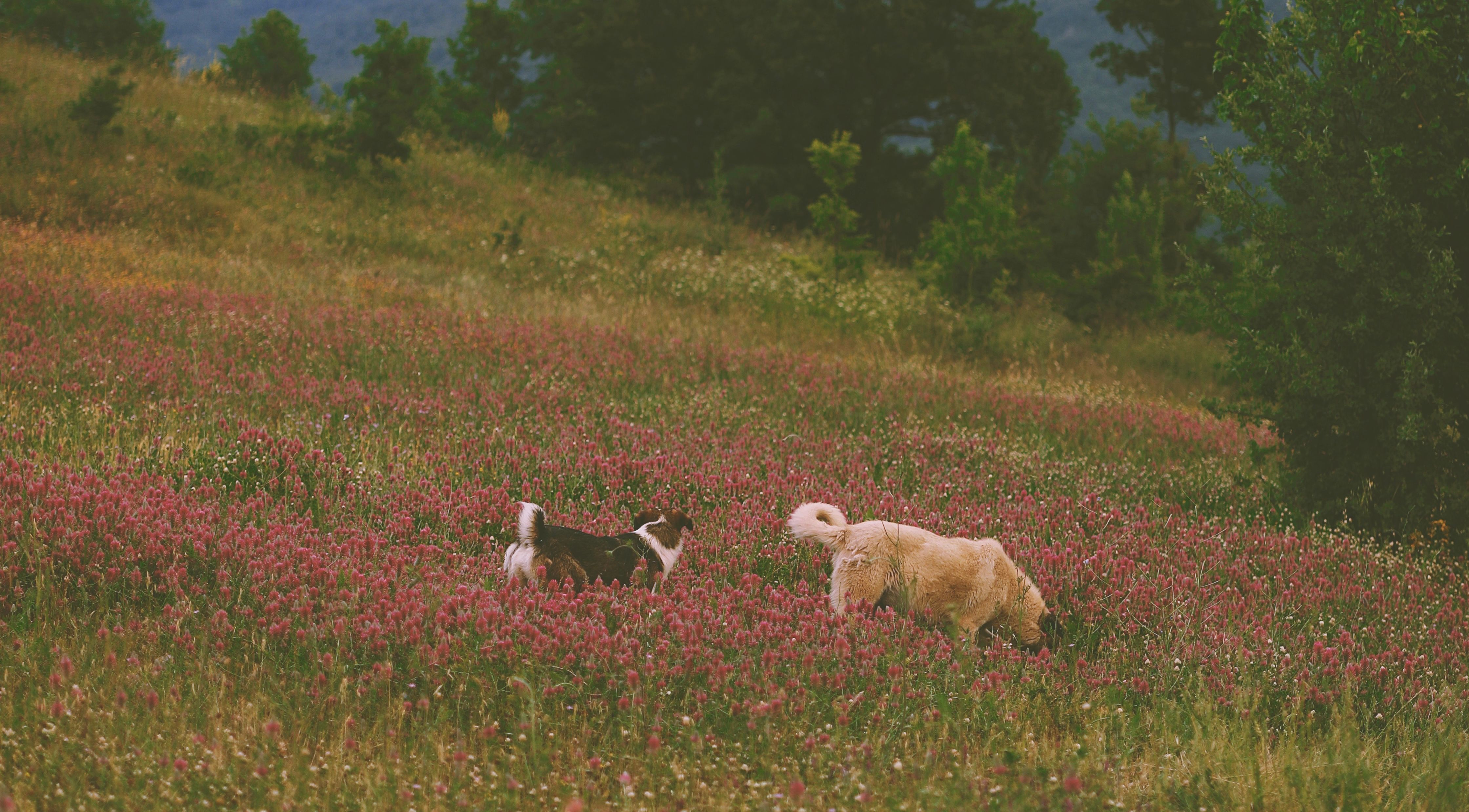 Dogs Flowers Photos, Download The BEST Free Dogs Flowers Stock Photos ...