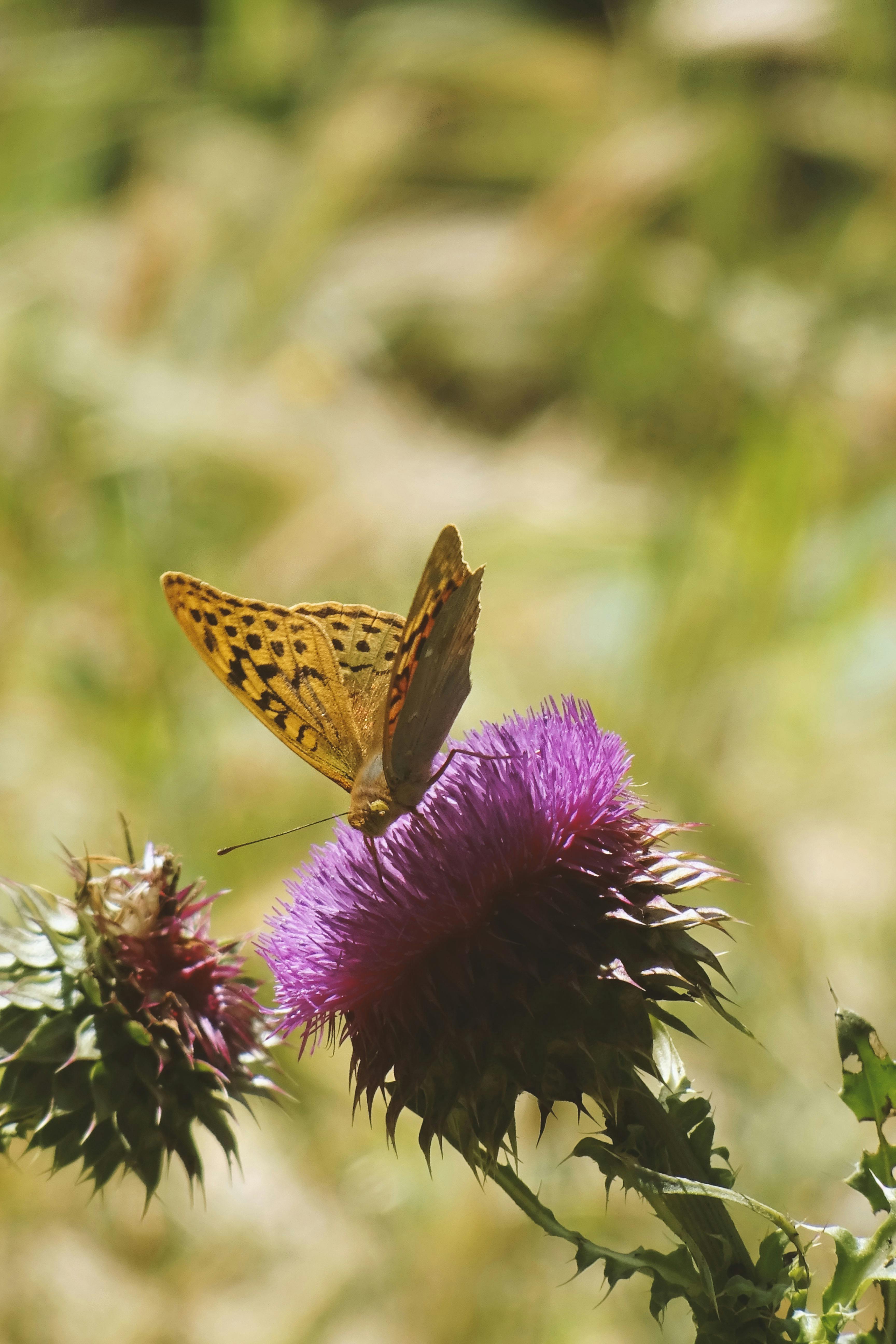 Yellow Butterfly on a Flower · Free Stock Photo