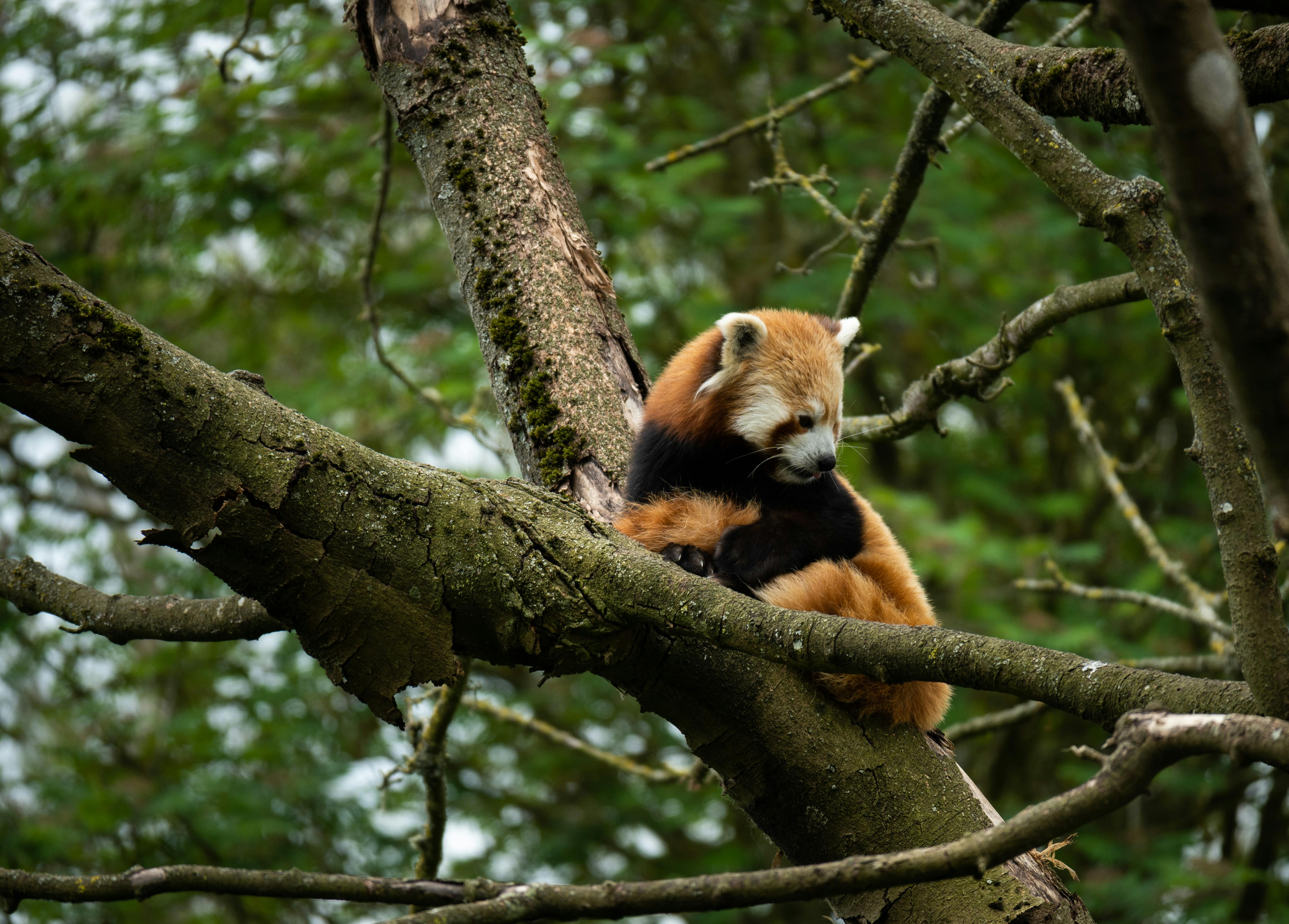 Cute Red Panda on a Tree Branch · Free Stock Photo