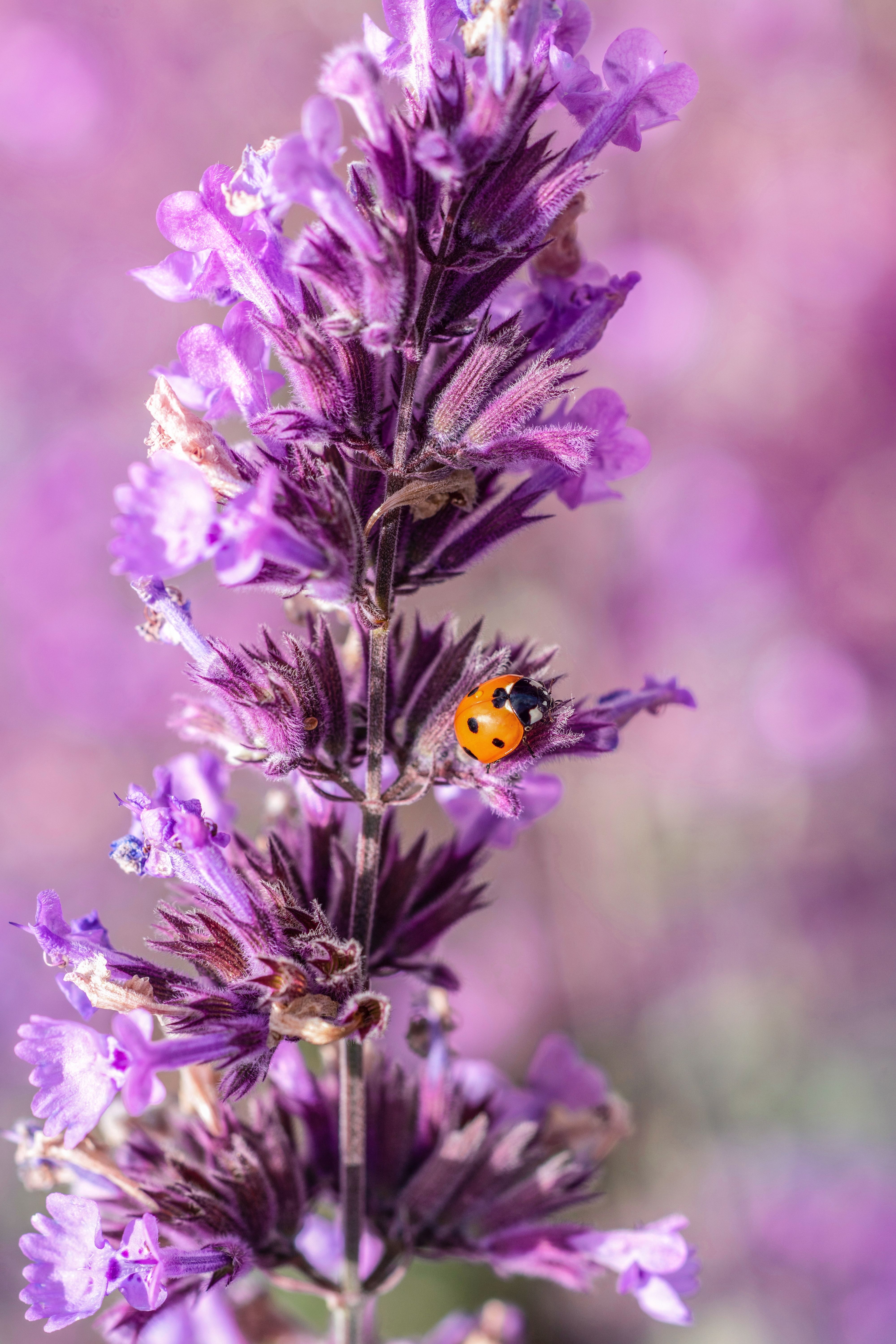 Ladybug Perched on Purple Flower · Free Stock Photo