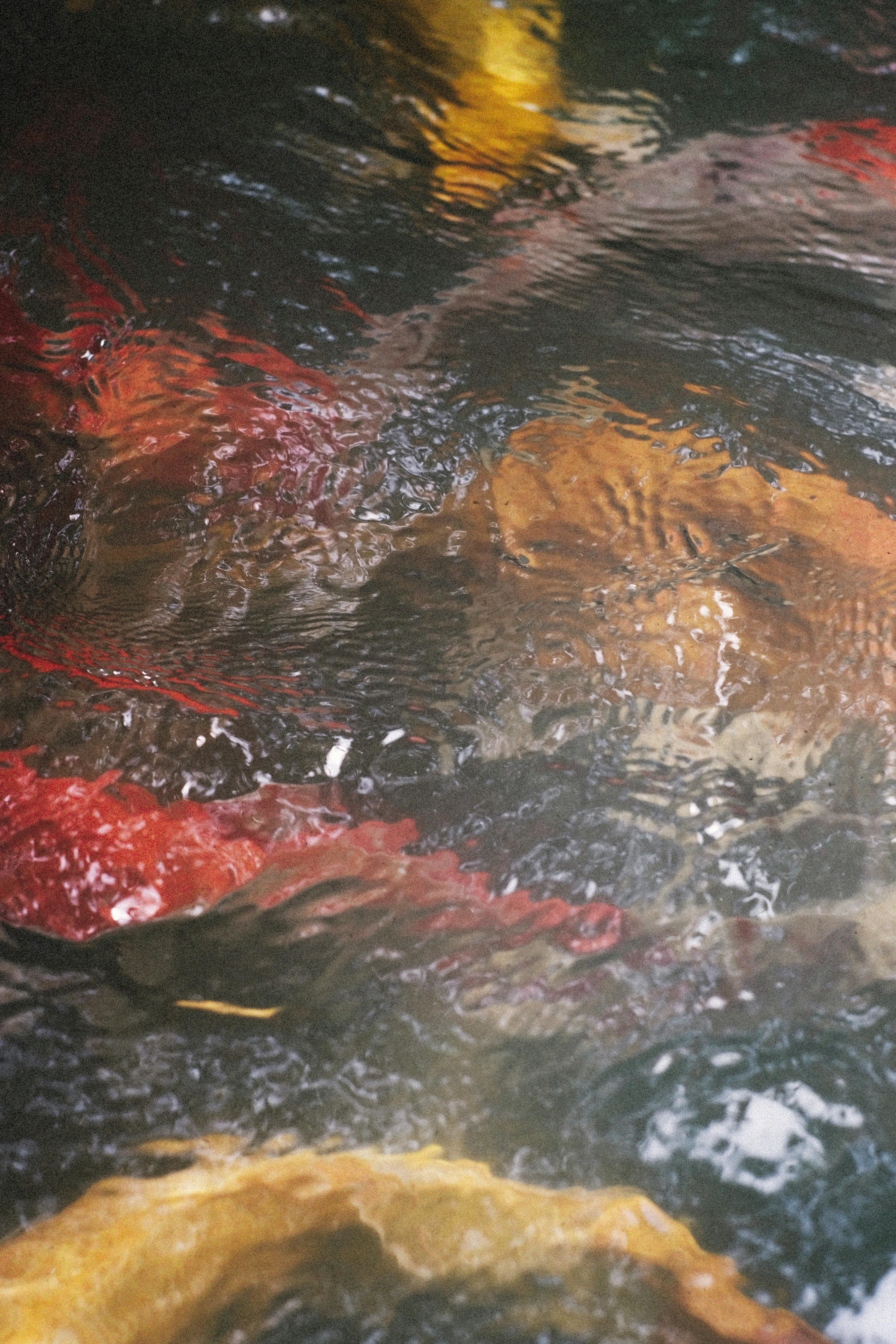 Koi Fish Swimming in the Pond · Free Stock Photo