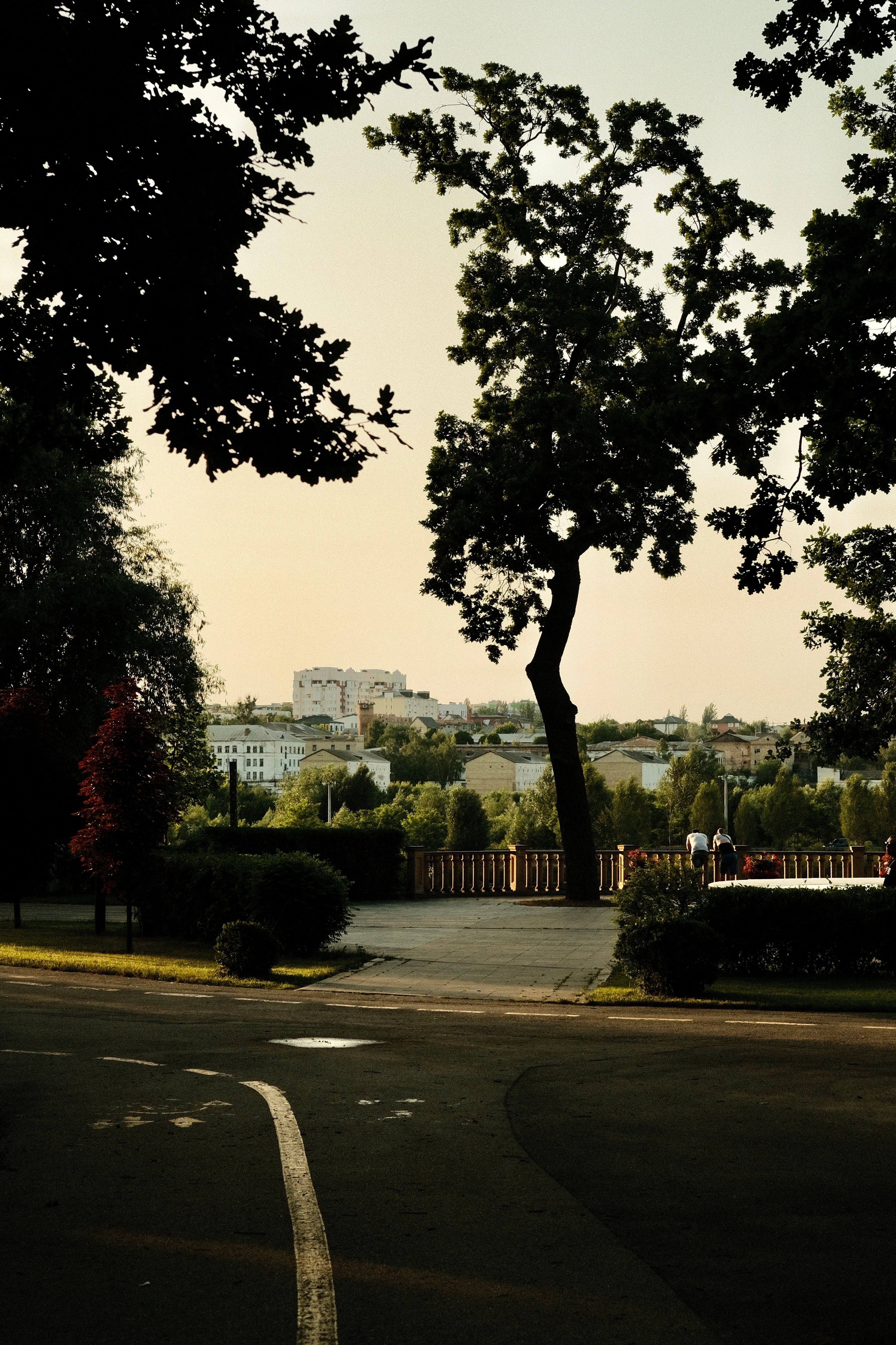 Green Trees on Side Street · Free Stock Photo