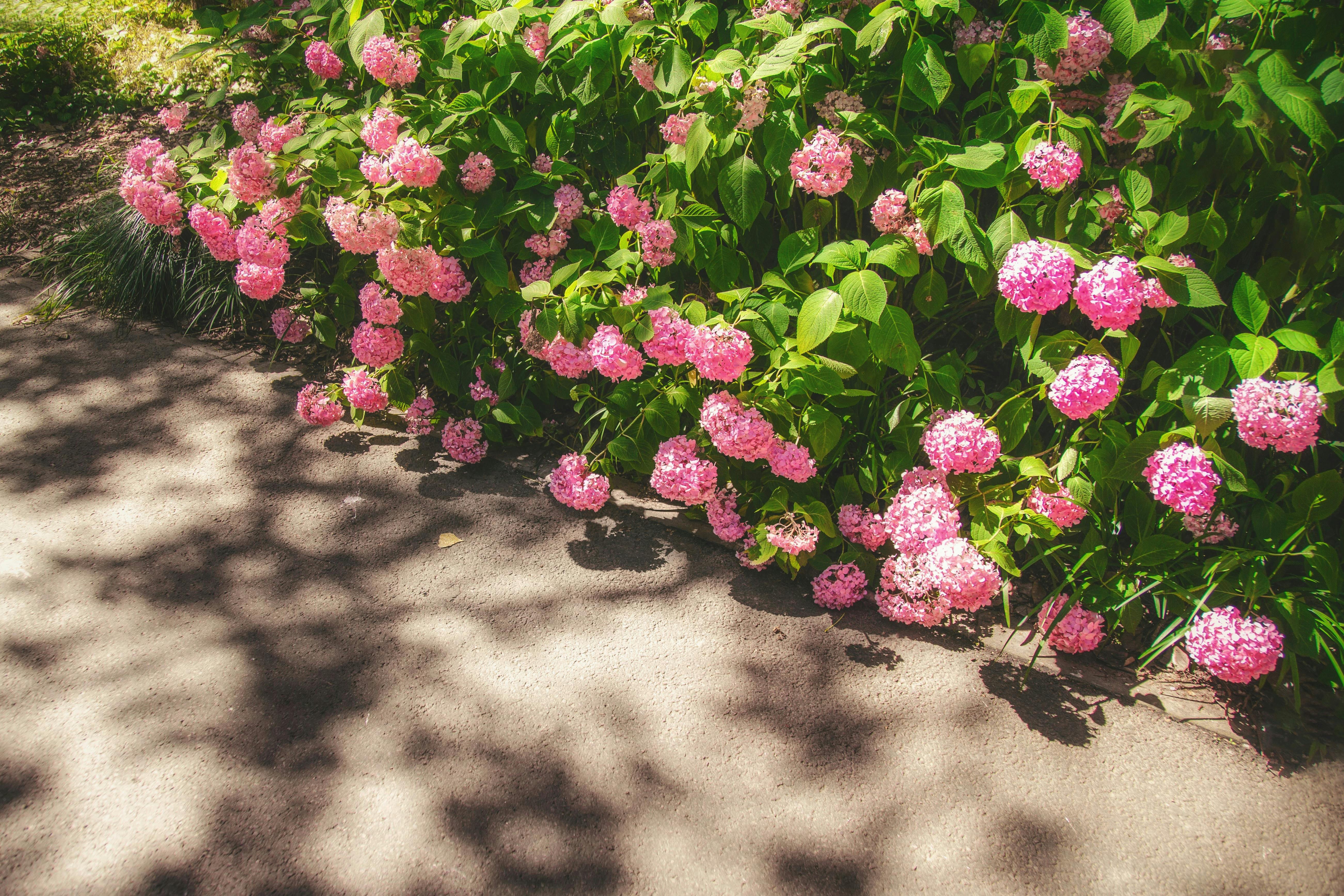 Pink French Hydrangea Flowers · Free Stock Photo