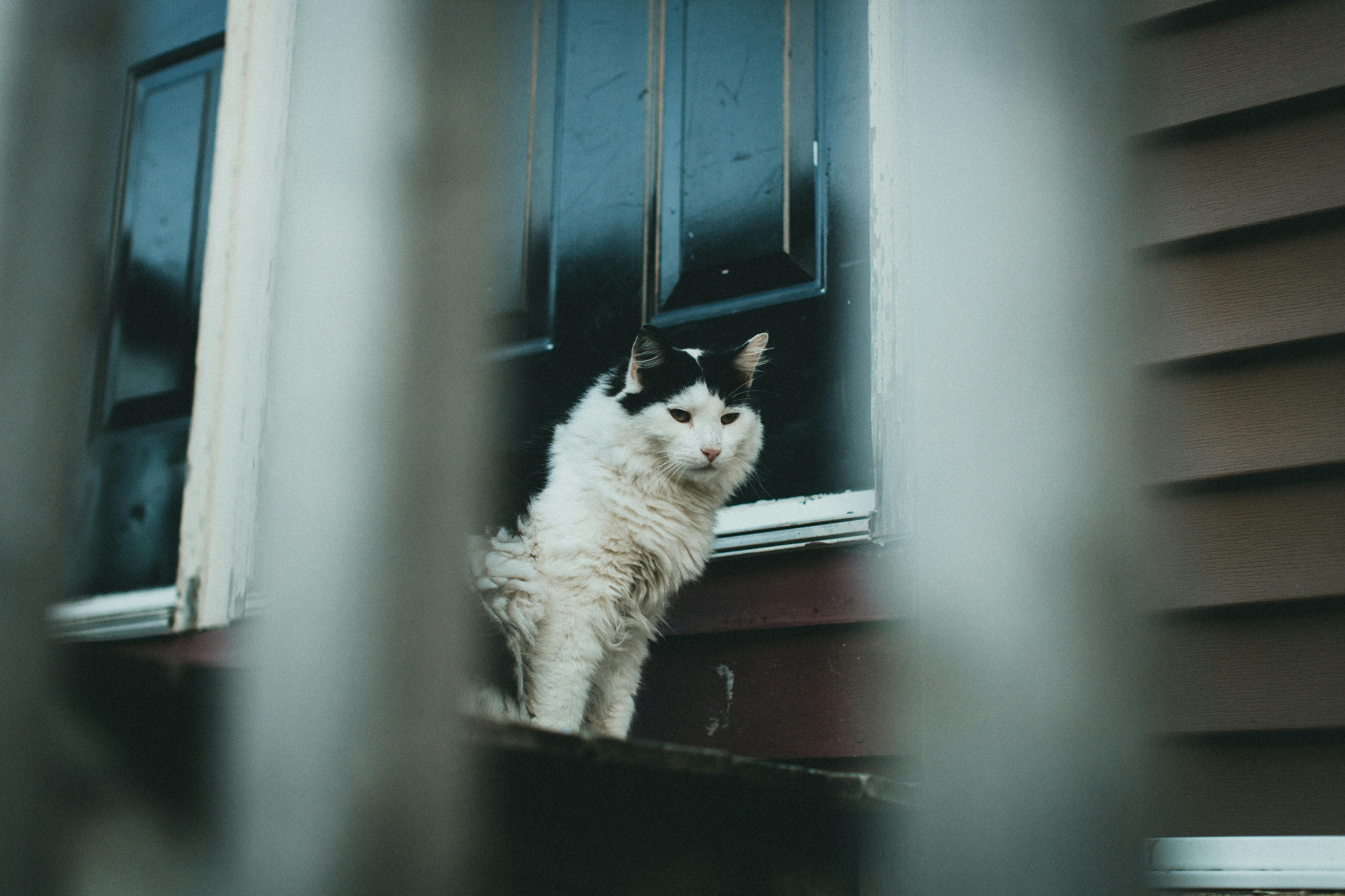 Cat Front View Photos, Download The BEST Free Cat Front View Stock ...