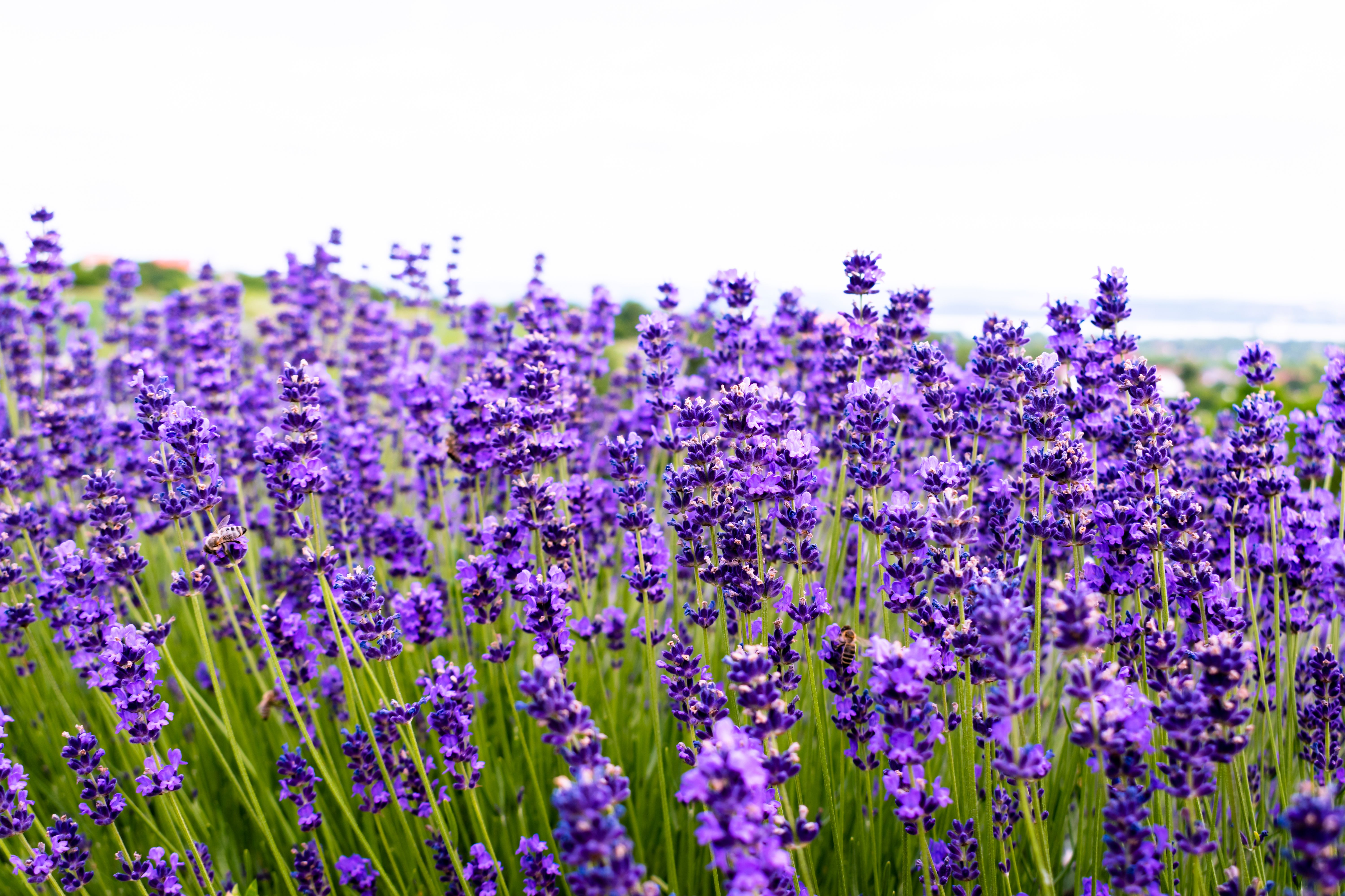 Purple Flower Field · Free Stock Photo