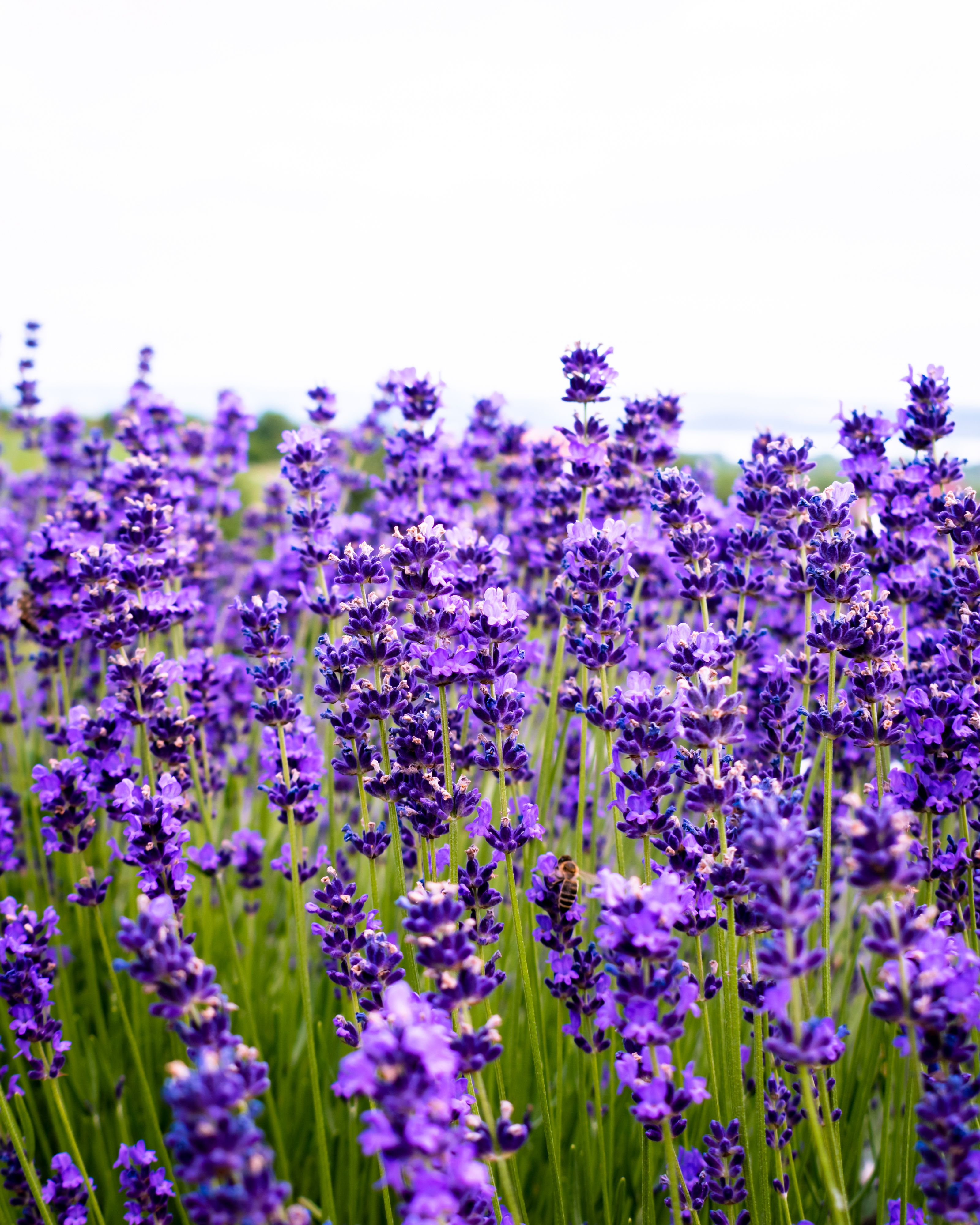 Photo of Purple Flowers · Free Stock Photo