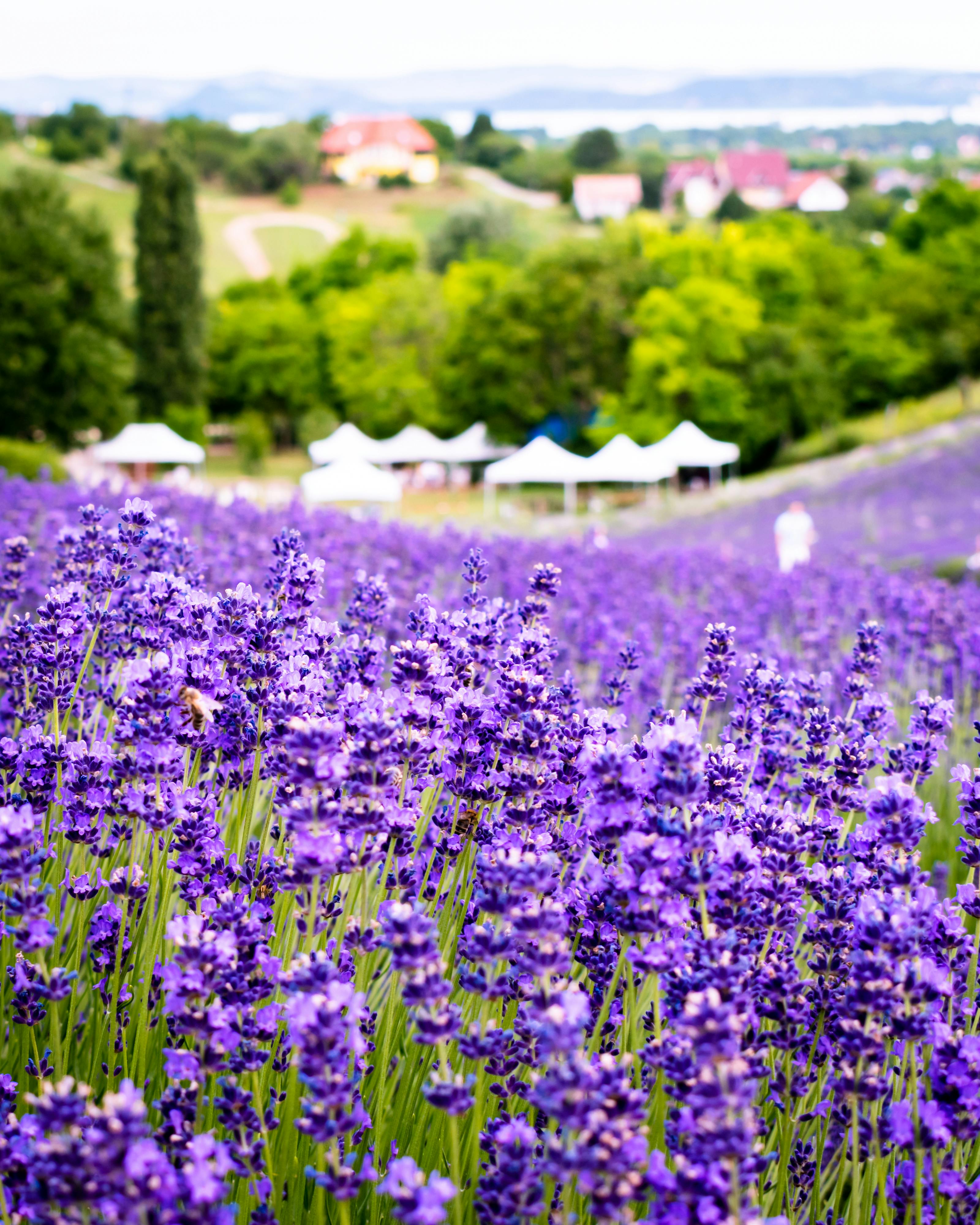 Photo of Purple Flowers · Free Stock Photo