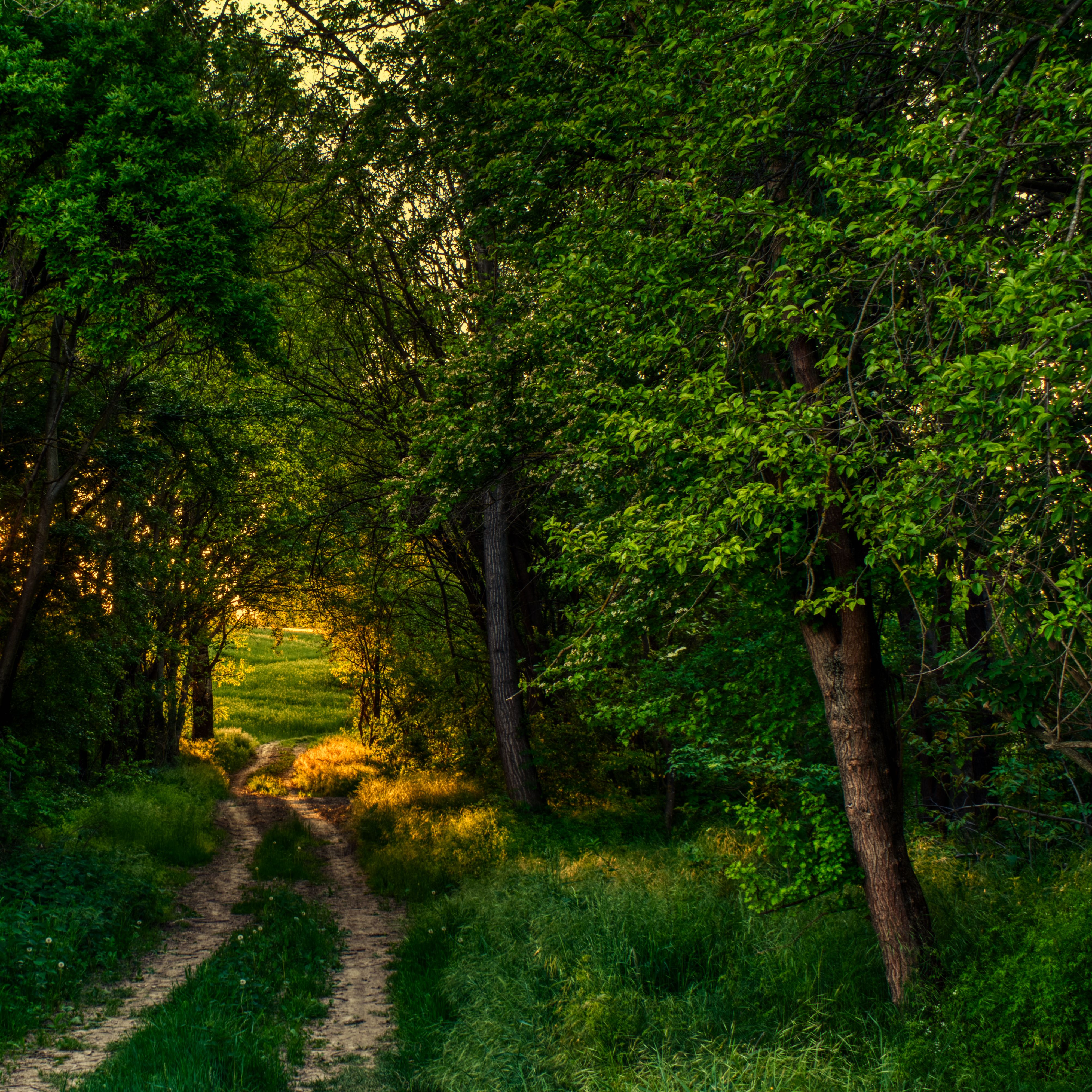 Trail Surrounded by Green Trees · Free Stock Photo