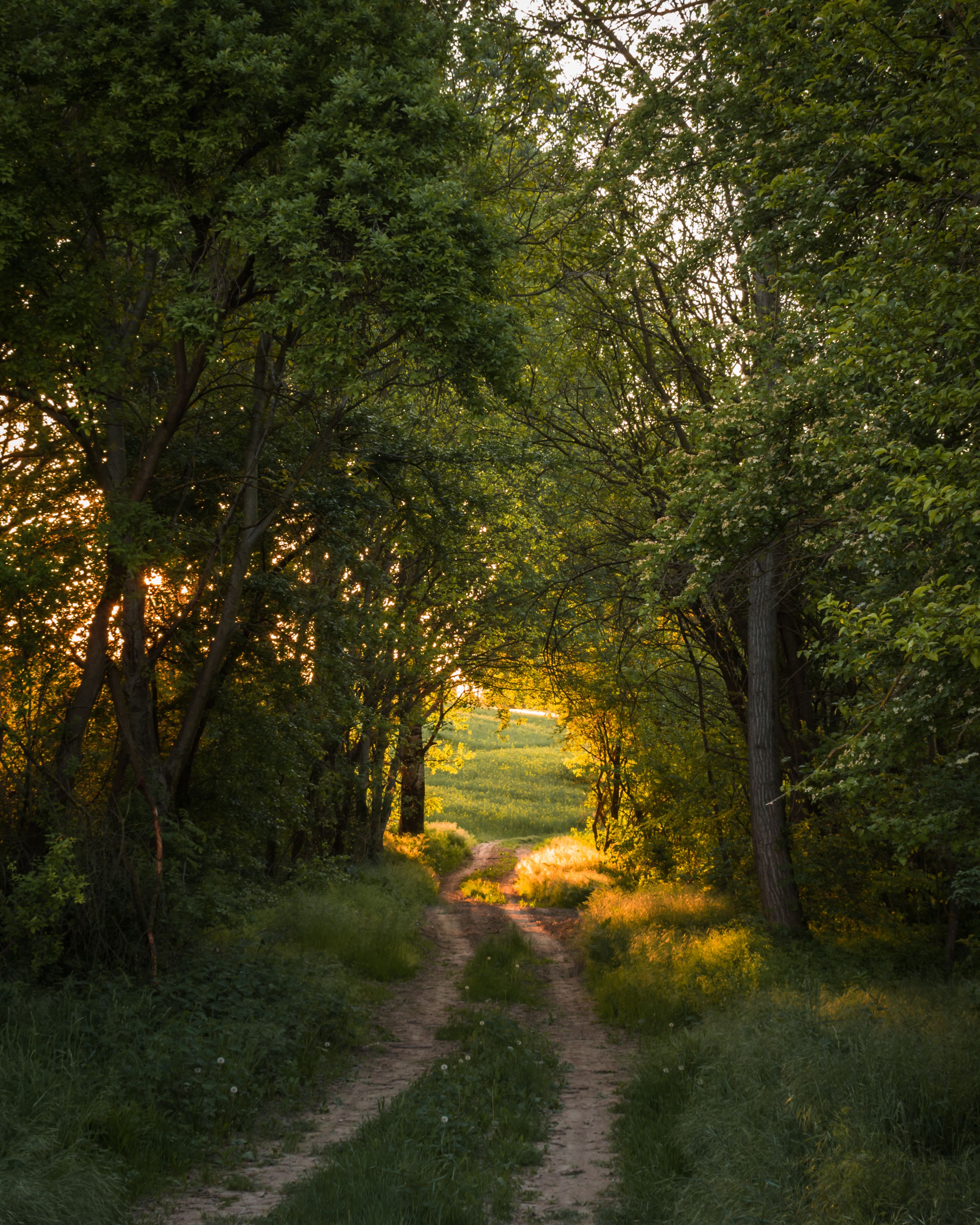 Brown Pathway in the Forest · Free Stock Photo