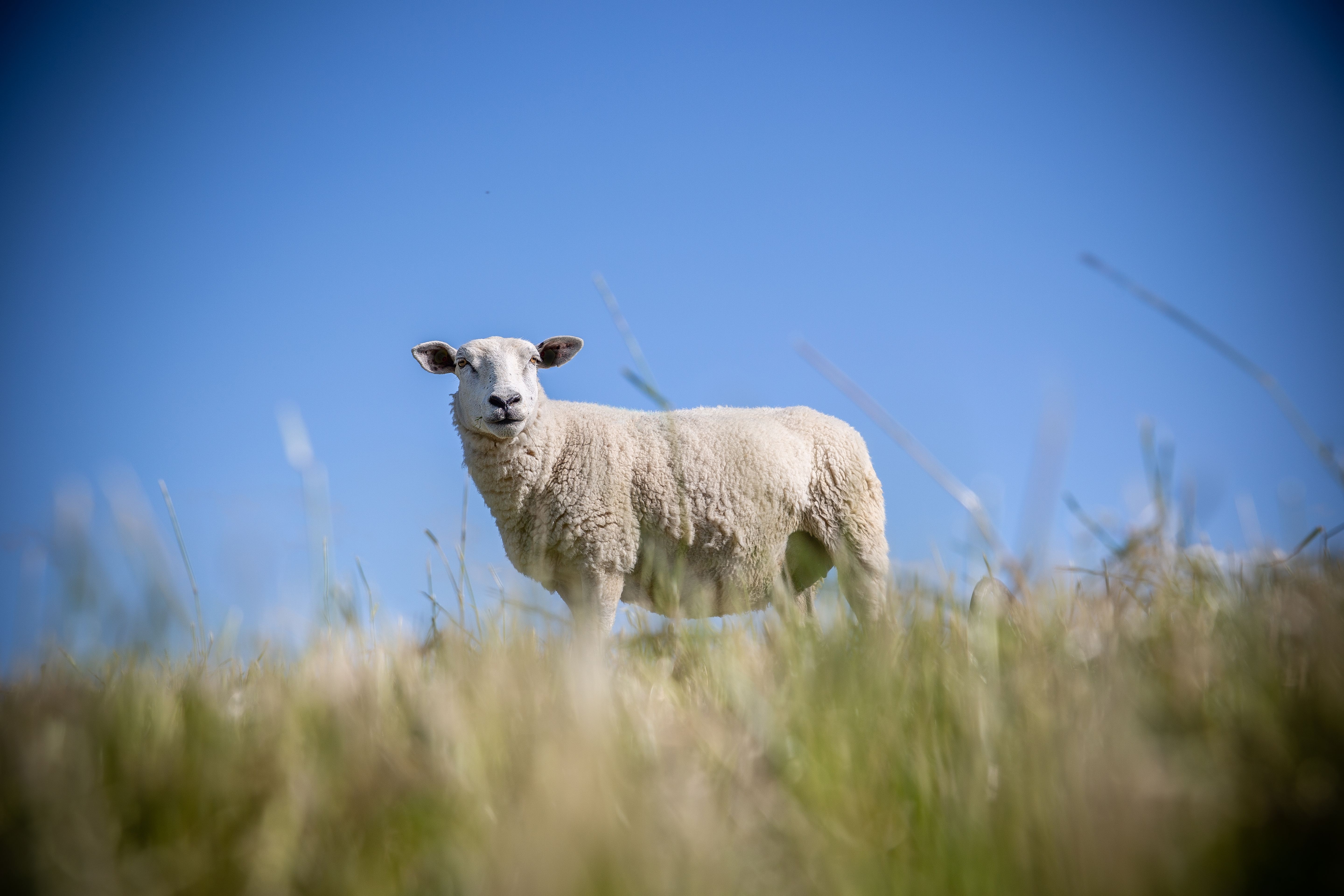 Sheep on a Grass Field · Free Stock Photo