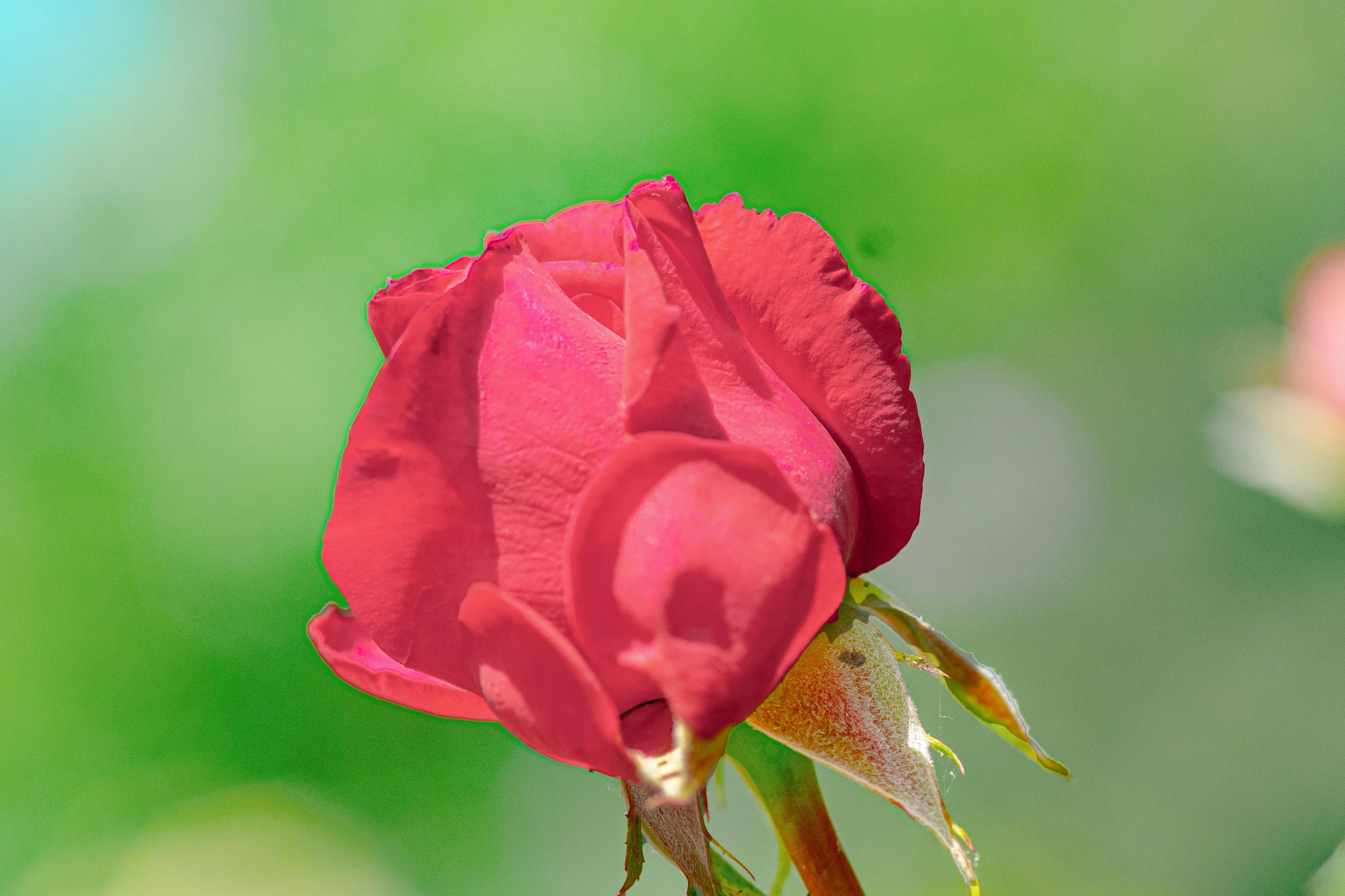 Red Flower in Close Up Photography · Free Stock Photo
