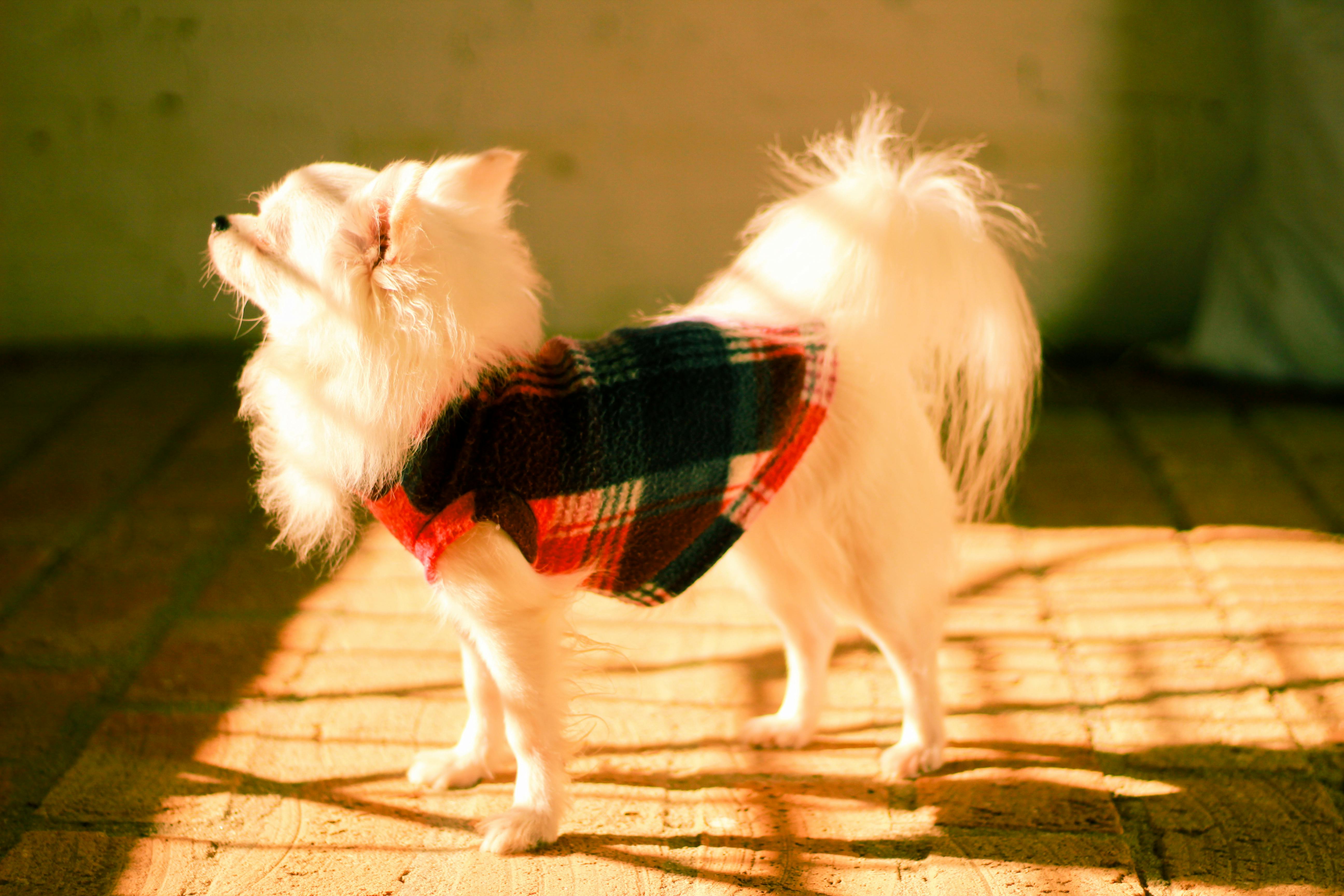 Flat Lay Shot Of A Dog And Animal Accessories · Free Stock Photo