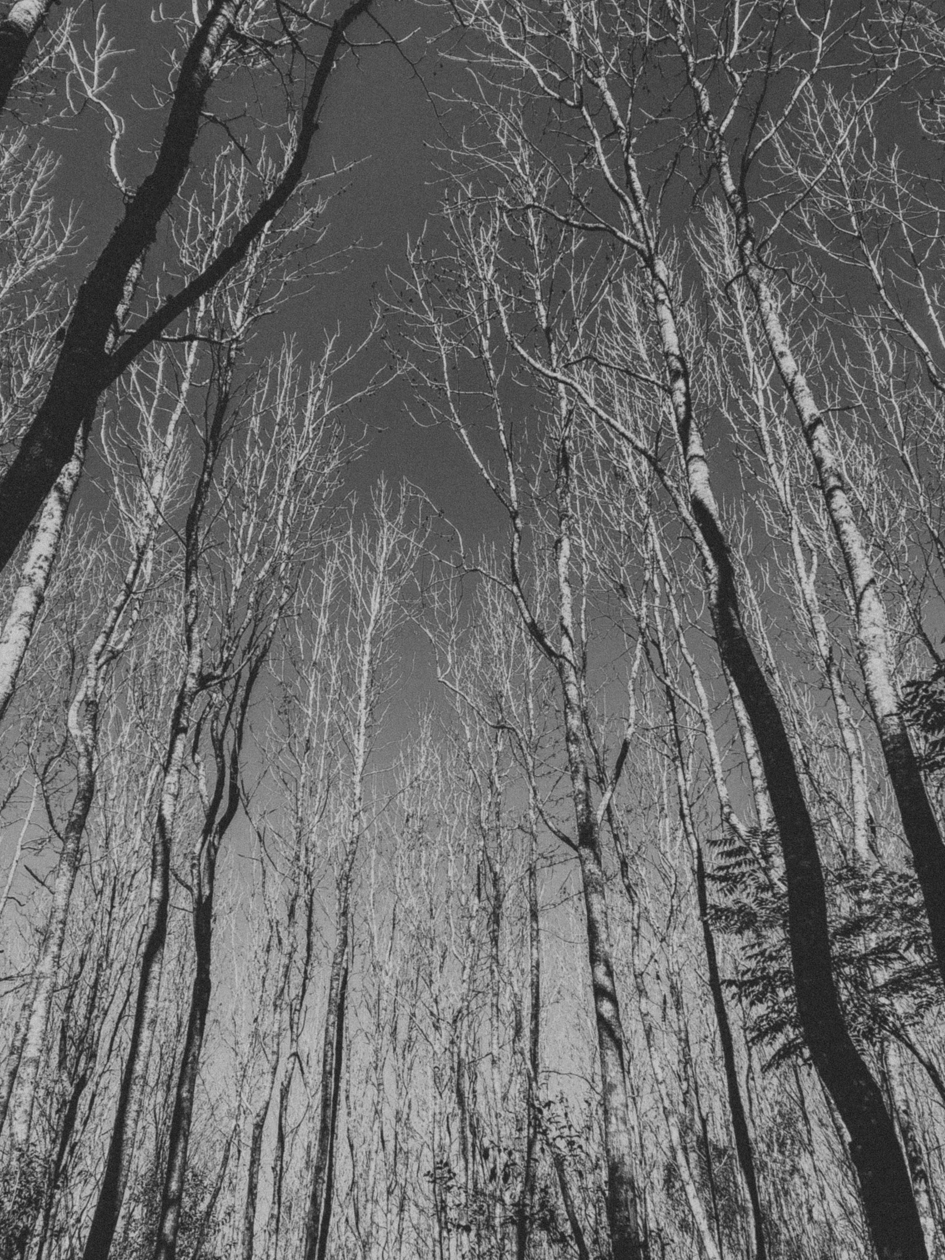 Grayscale Photo of Leafless Trees · Free Stock Photo