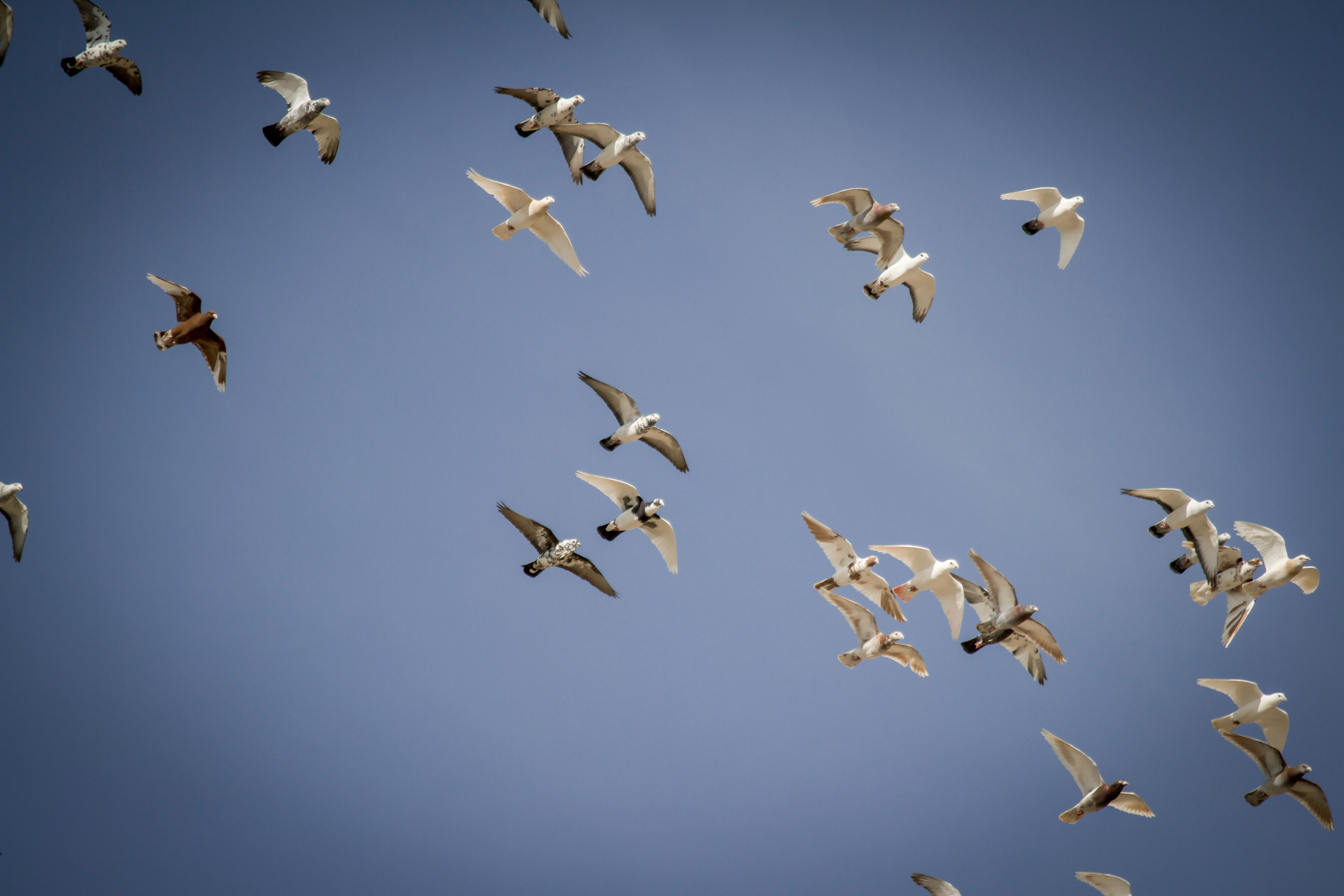Woman Chasing Flock of Pigeons · Free Stock Photo