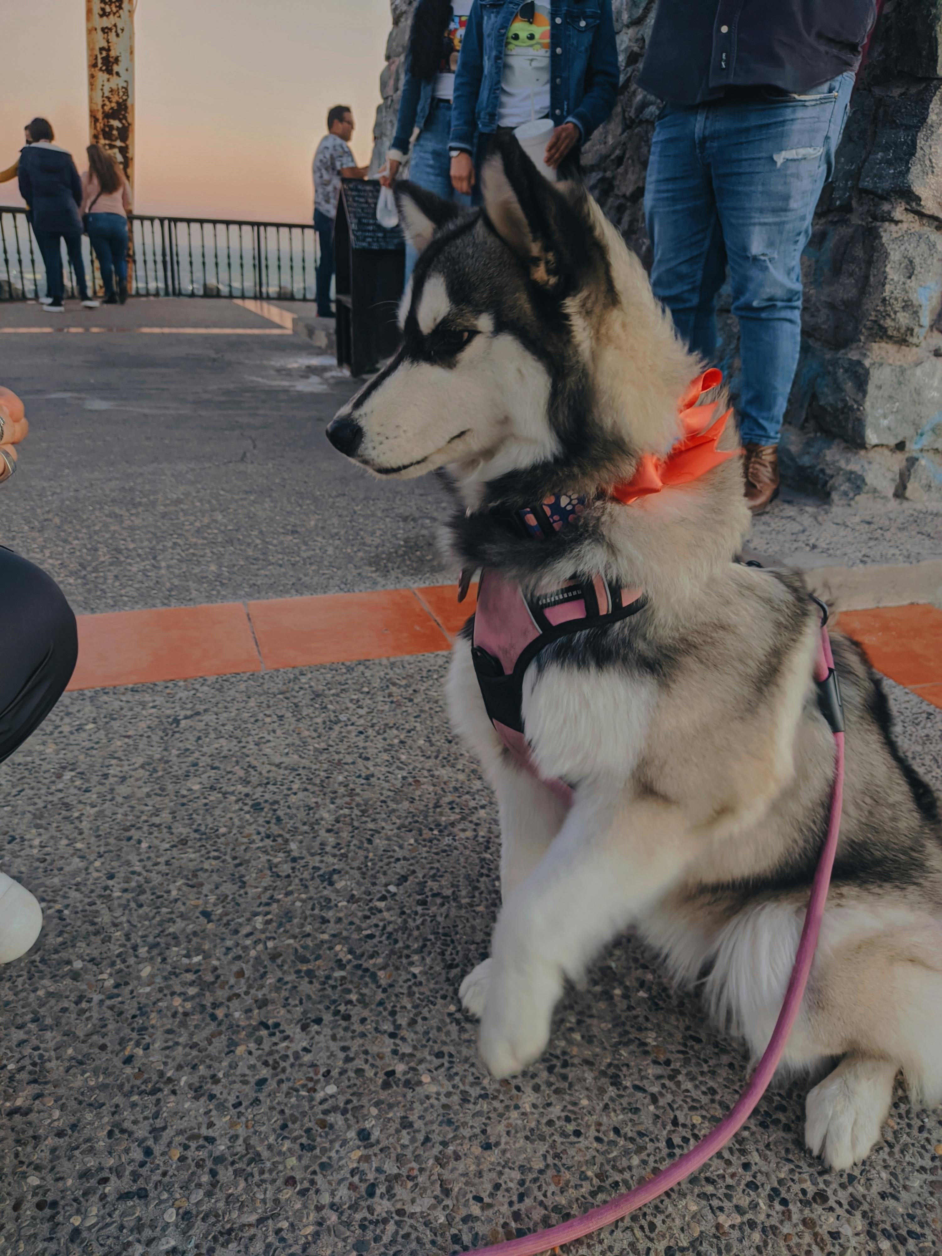 Daniel Portillo - Fotografía