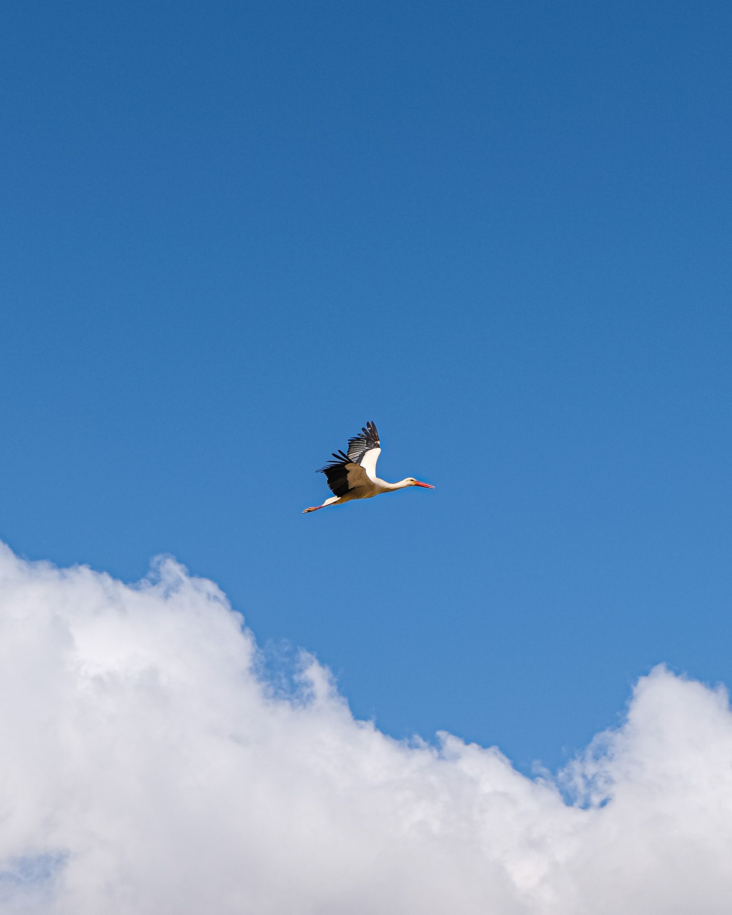 Stork Photos, Download The BEST Free Stork Stock Photos & HD Images