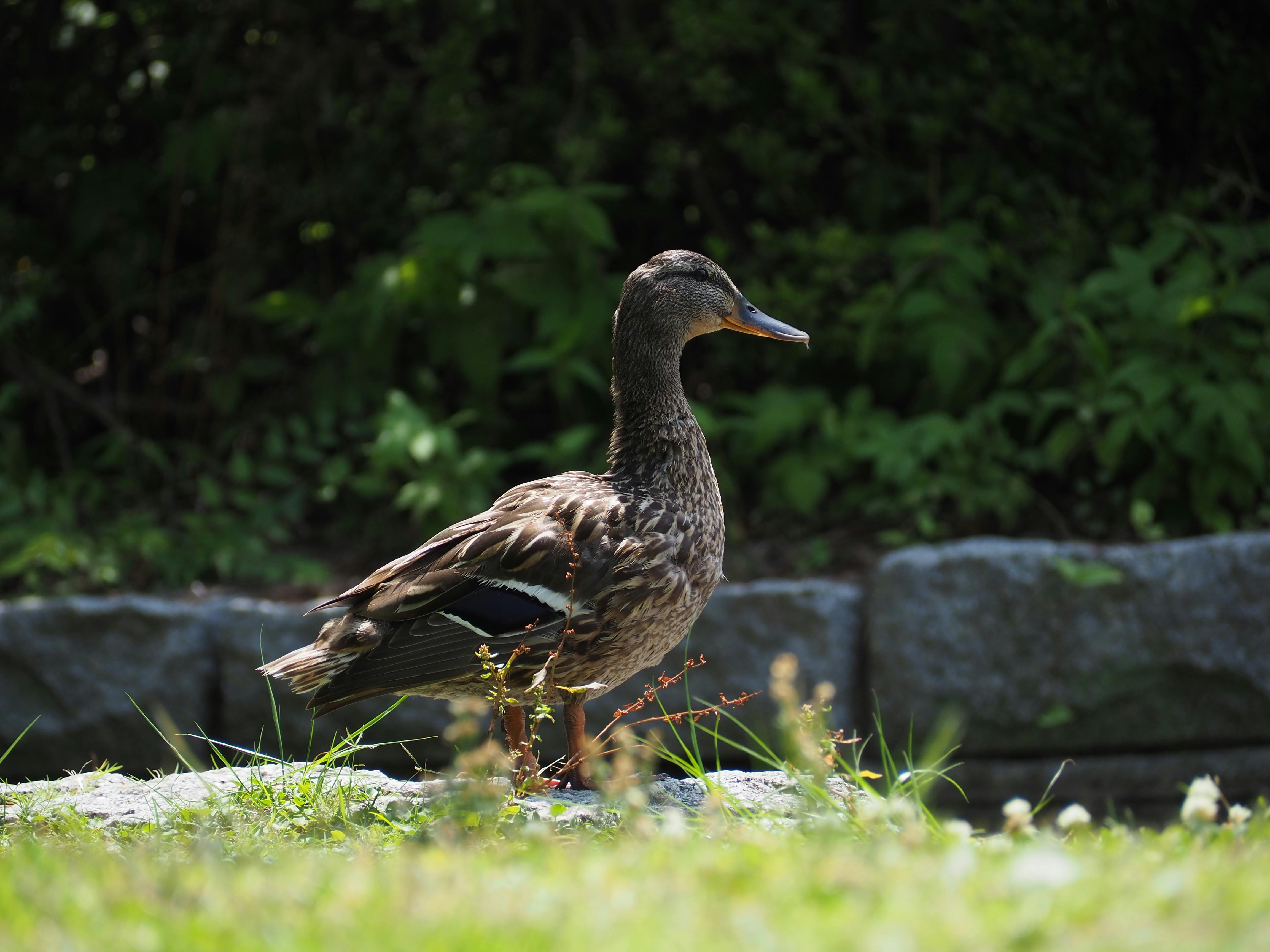 Brown Duck in Close Up Shot · Free Stock Photo