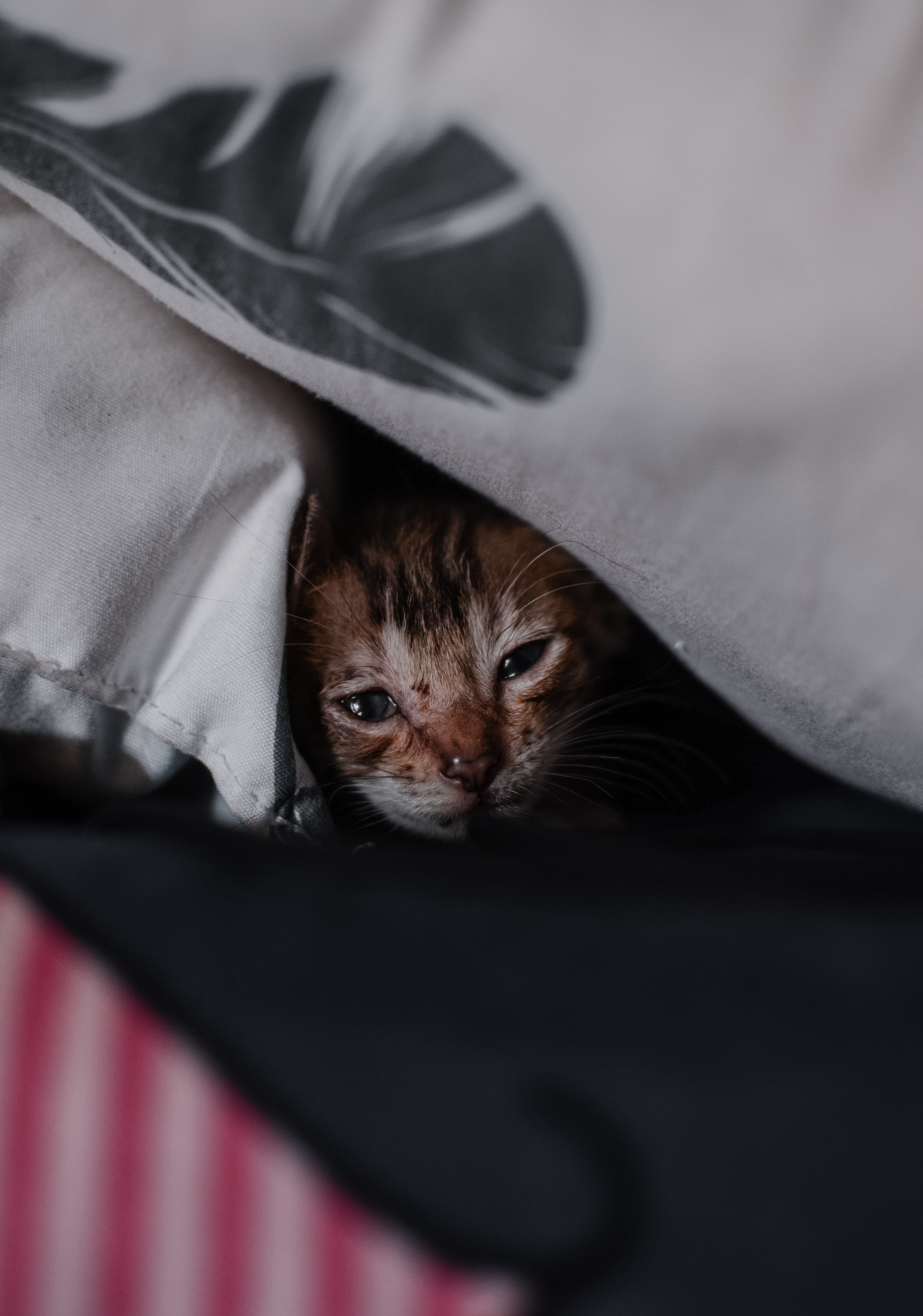 Man Playing with Cat · Free Stock Photo