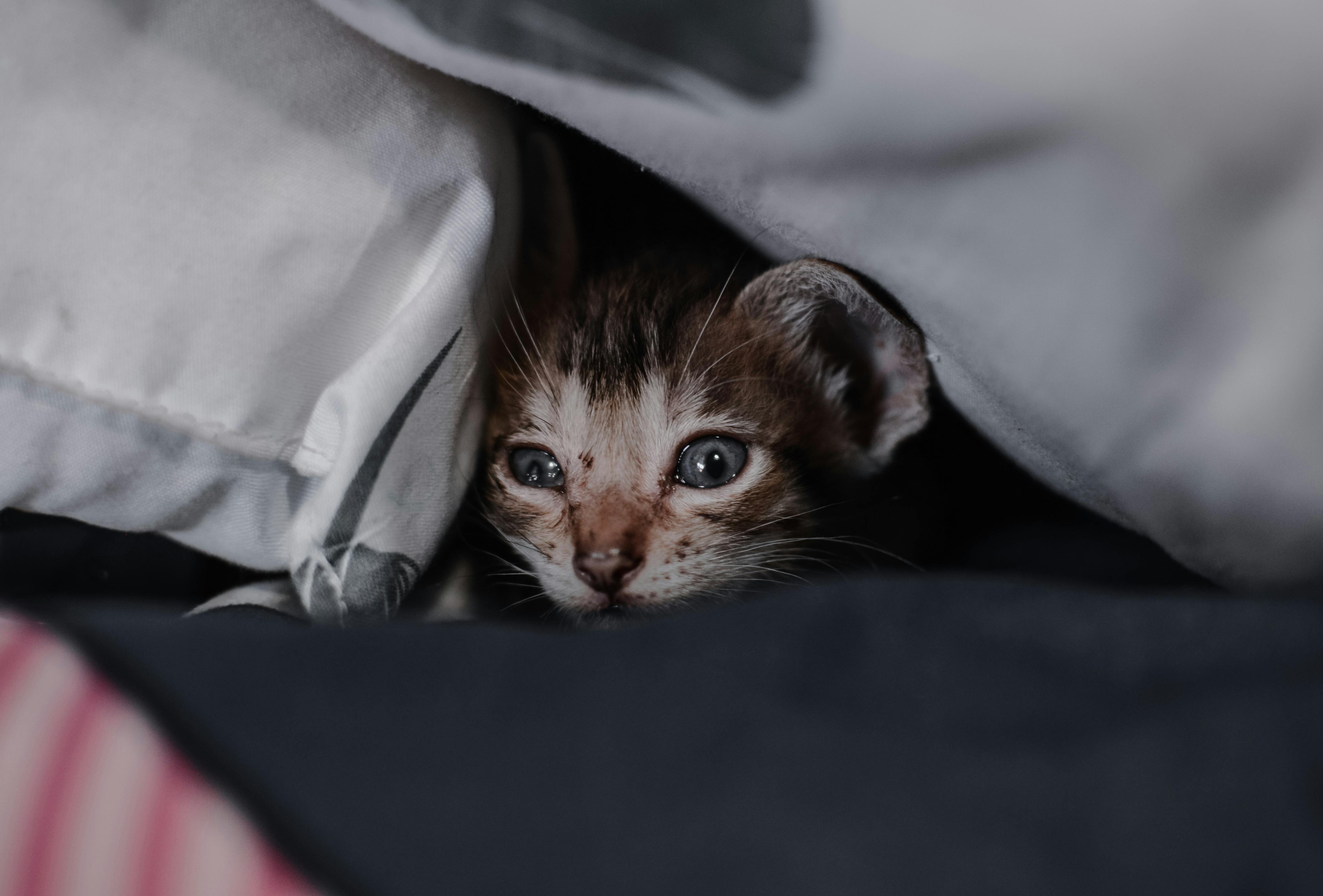 Amiel Joseph Labrador - Photography