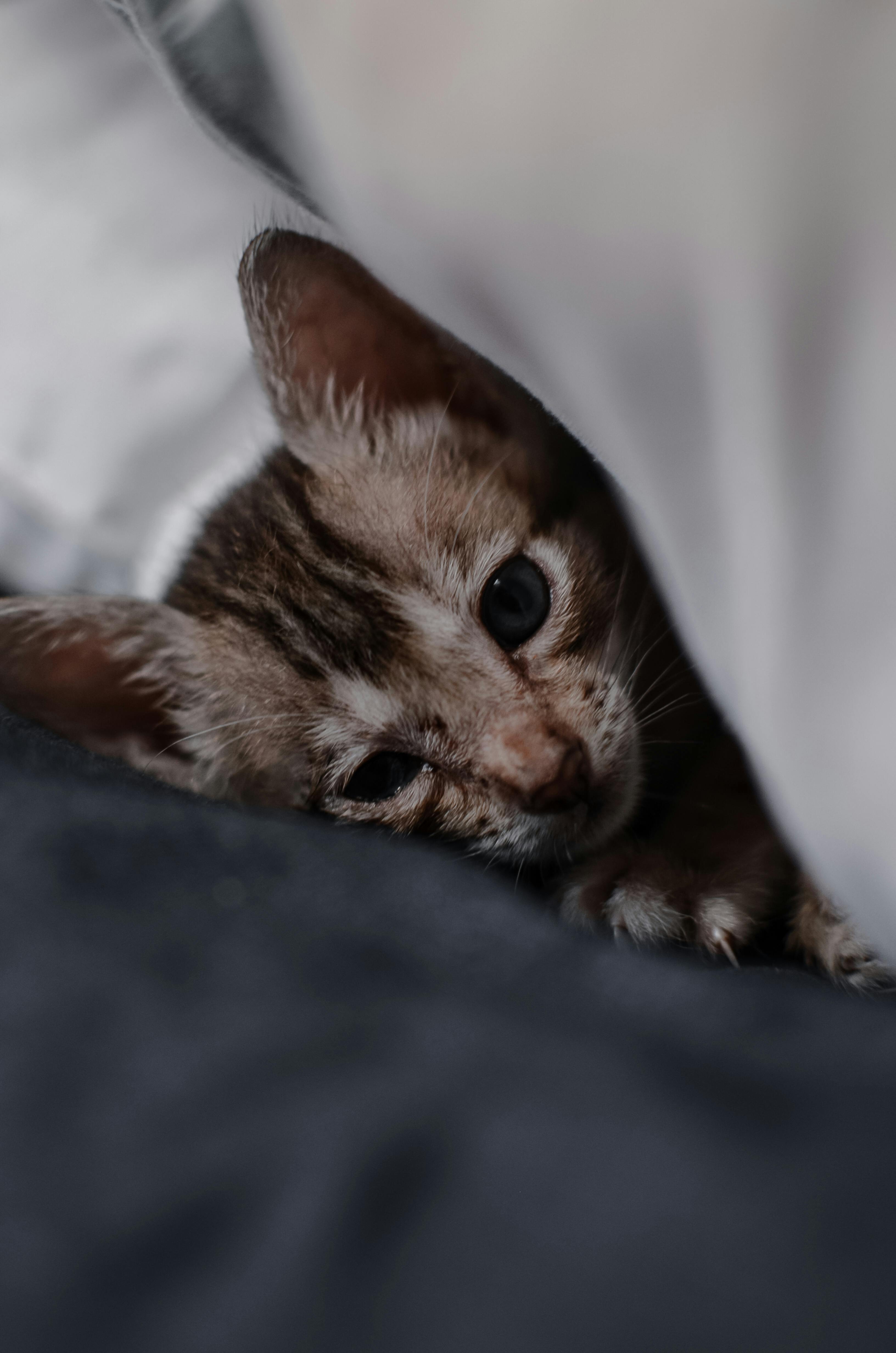 Amiel Joseph Labrador - Photography