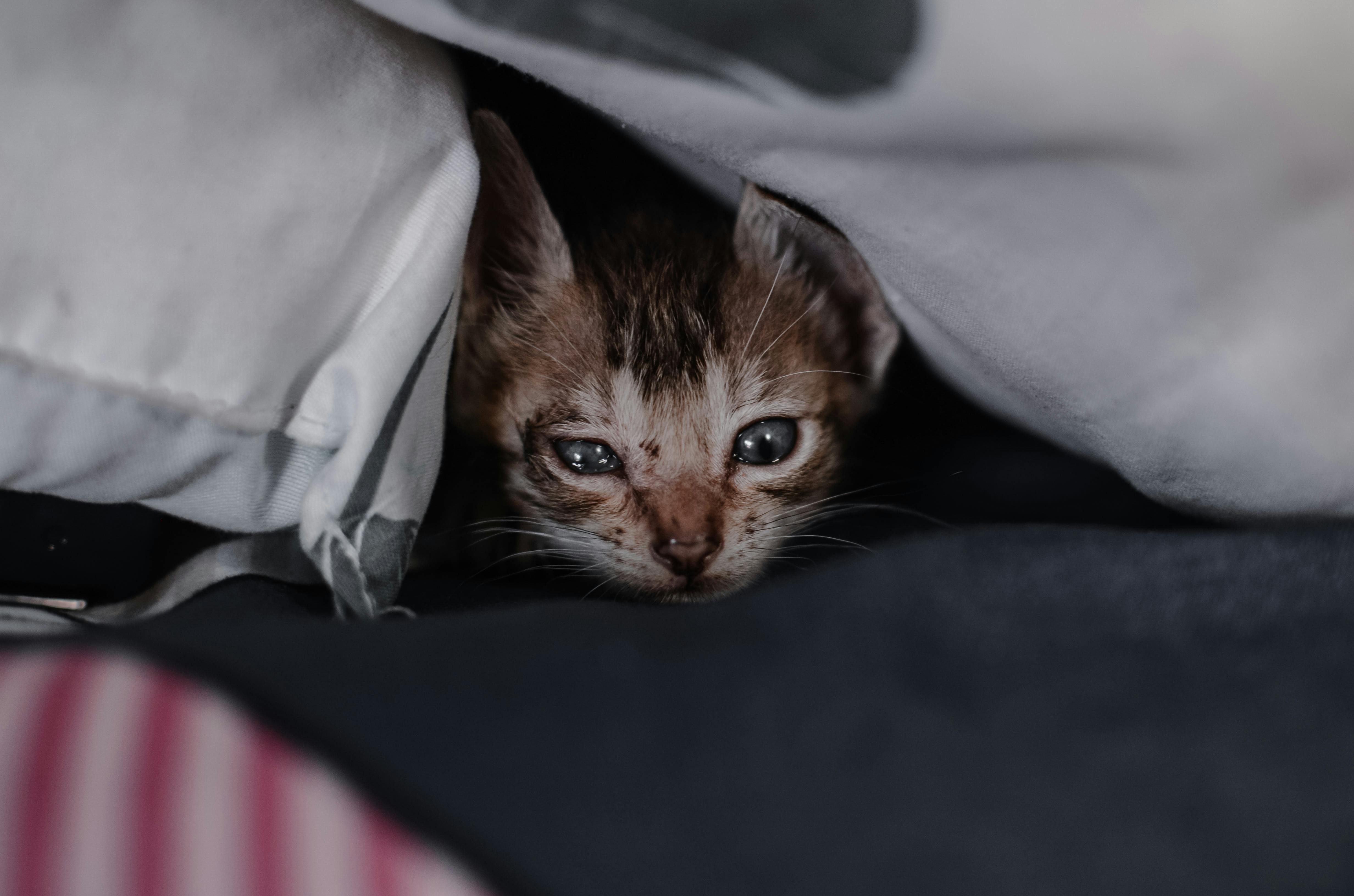 Amiel Joseph Labrador - Photography