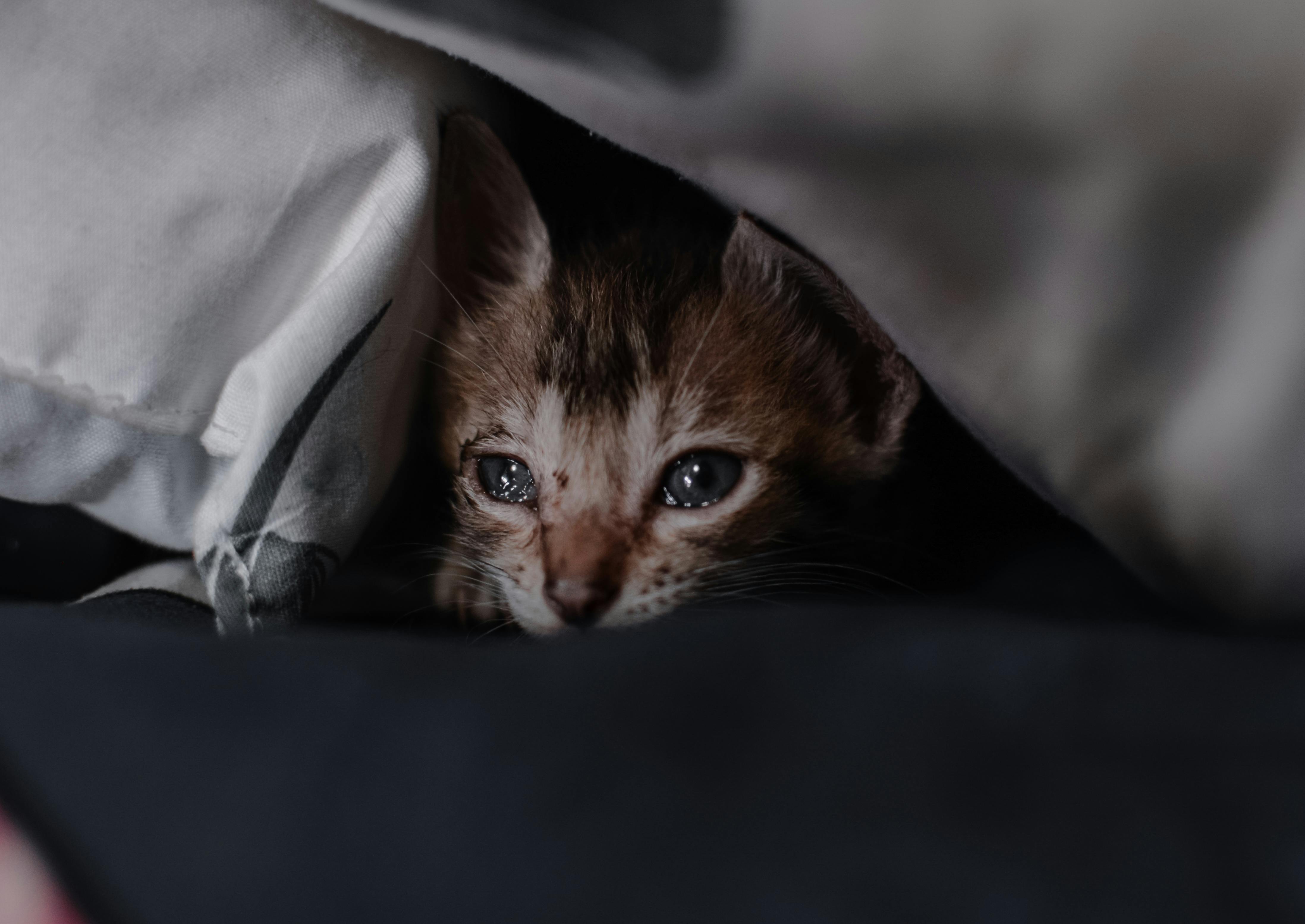 Amiel Joseph Labrador - Photography