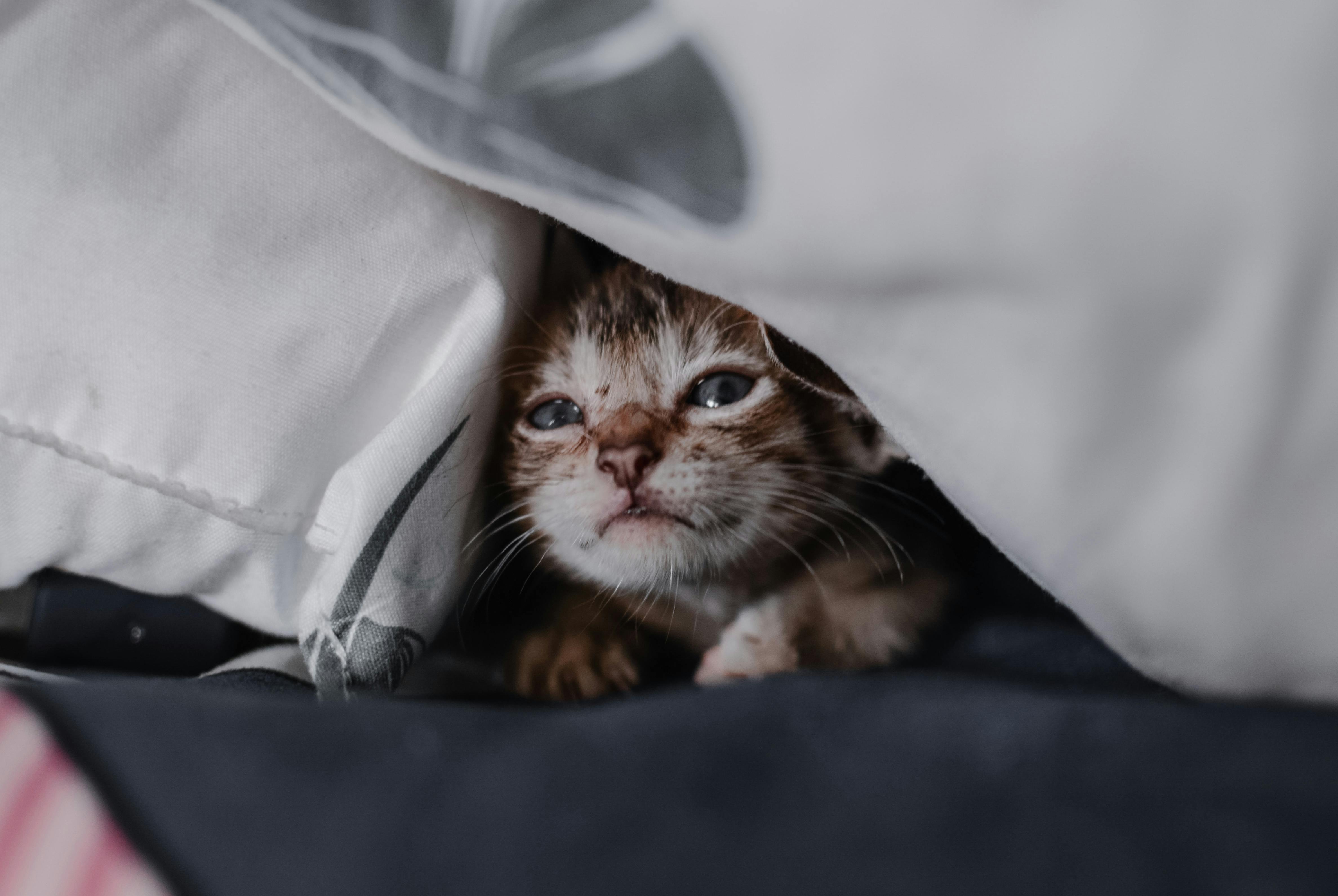 Amiel Joseph Labrador - 사진