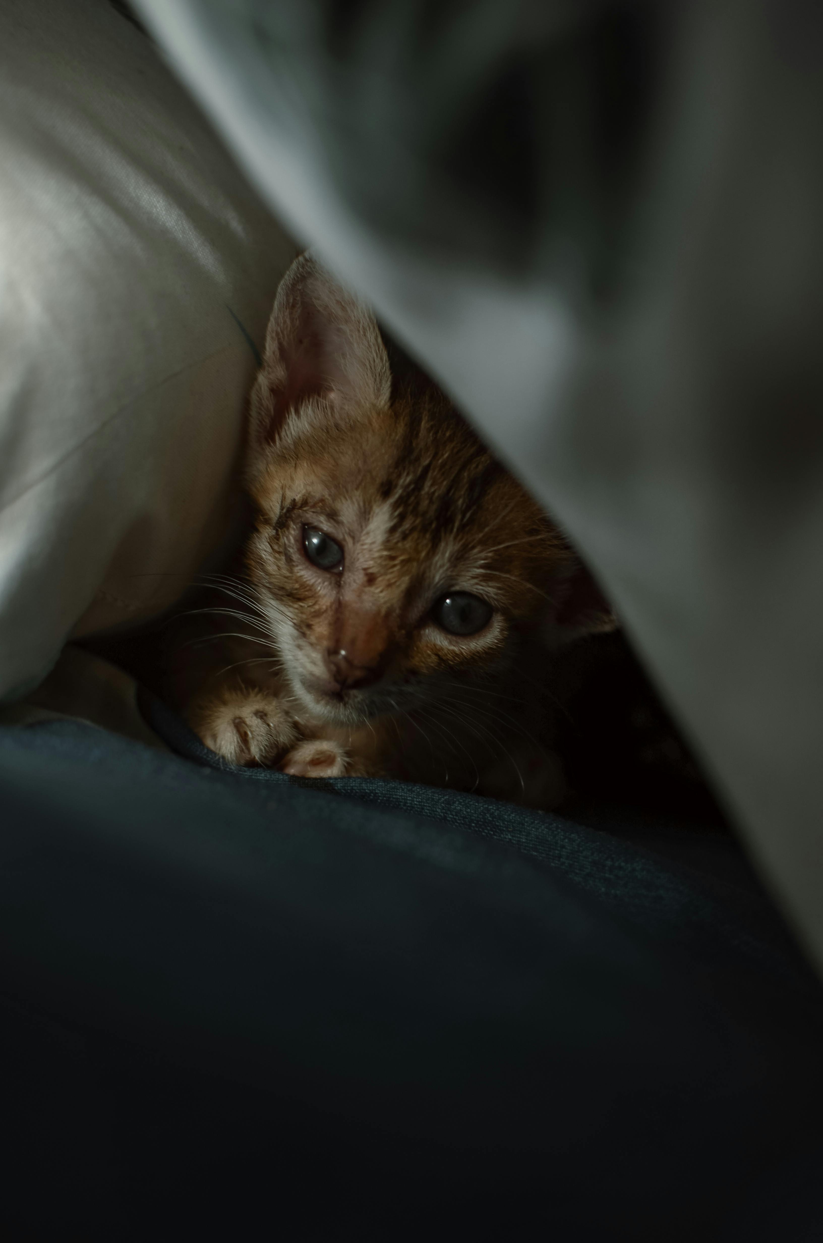 Amiel Joseph Labrador - Photography