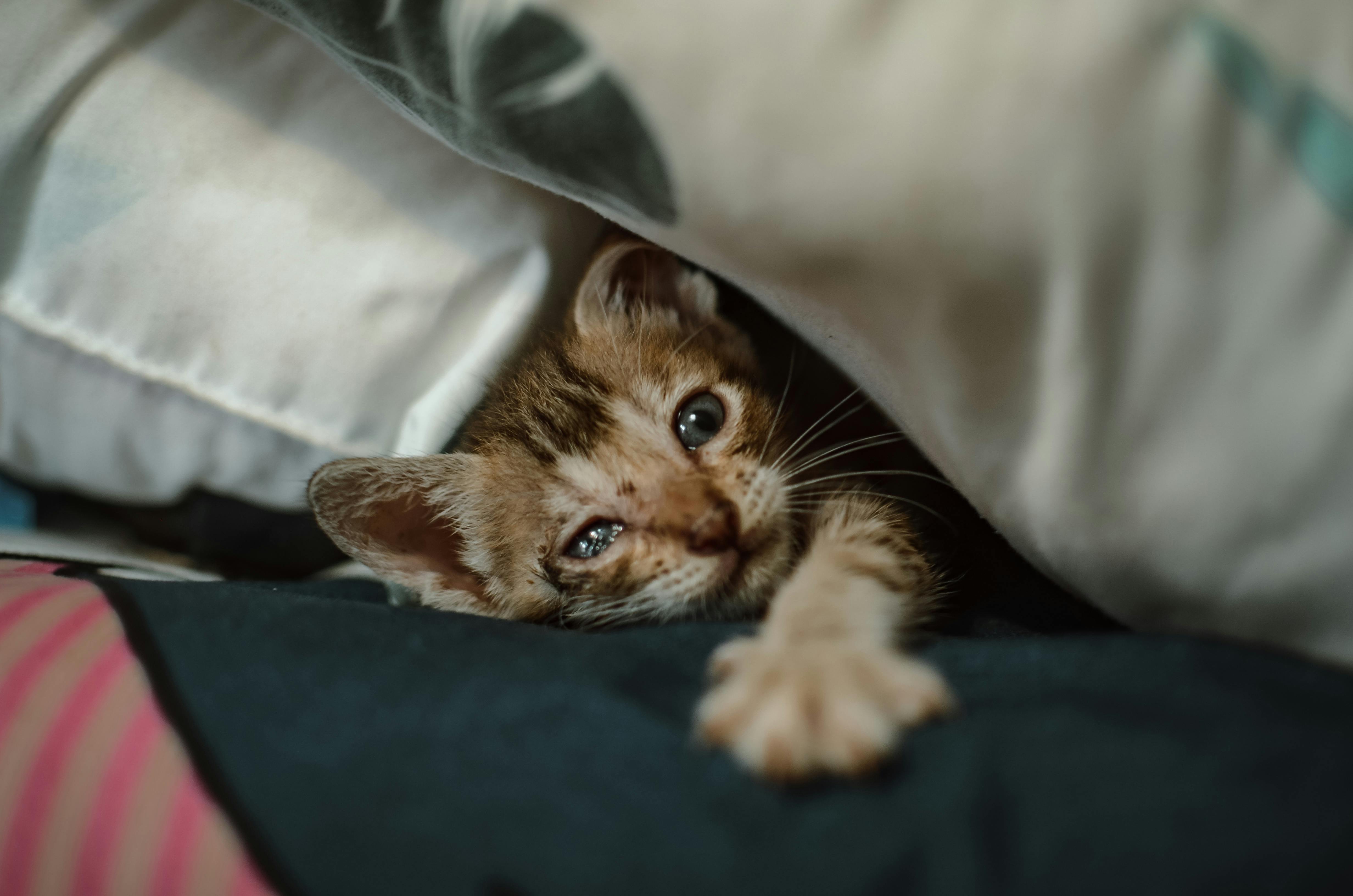 Amiel Joseph Labrador - Photography