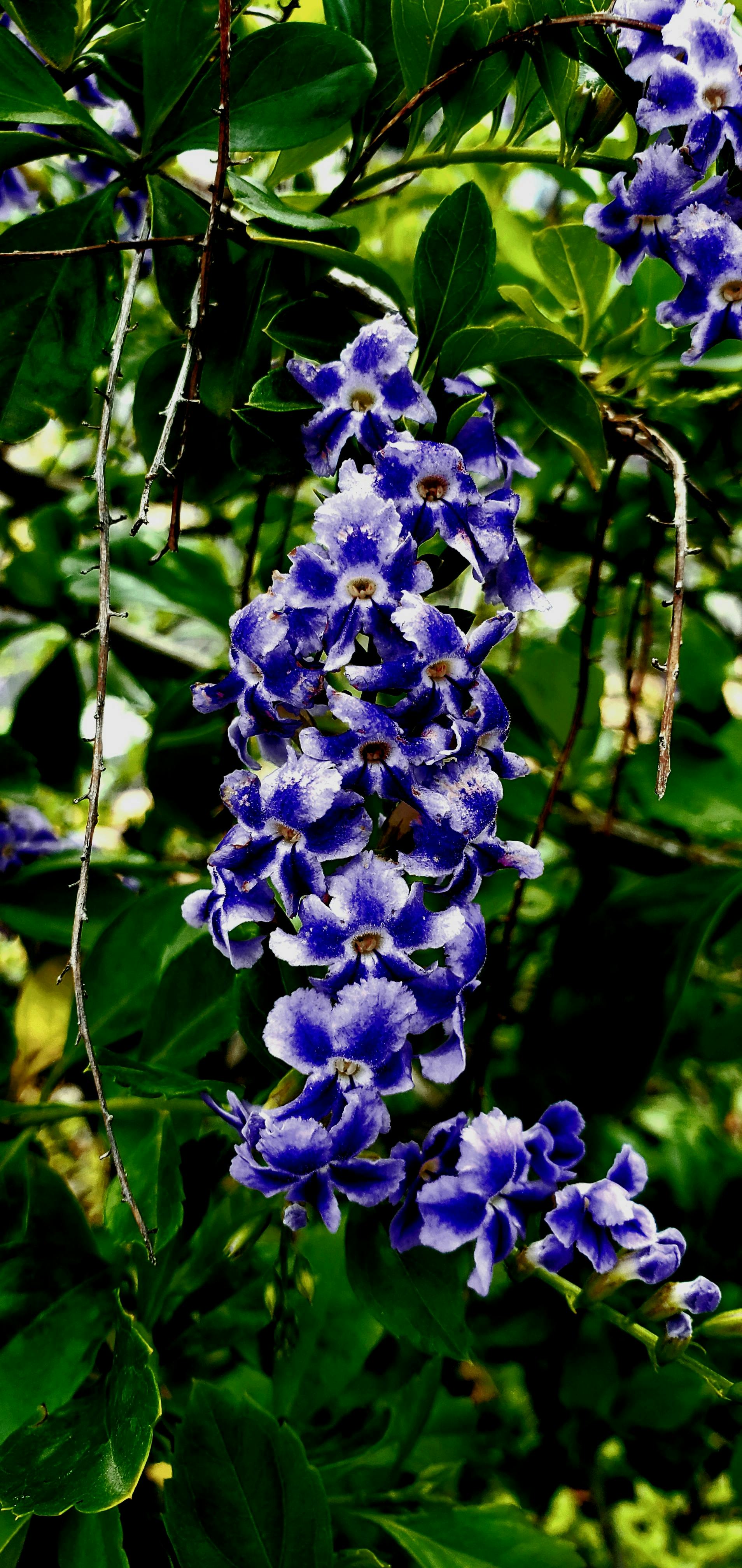 Anthony welsh - 攝影