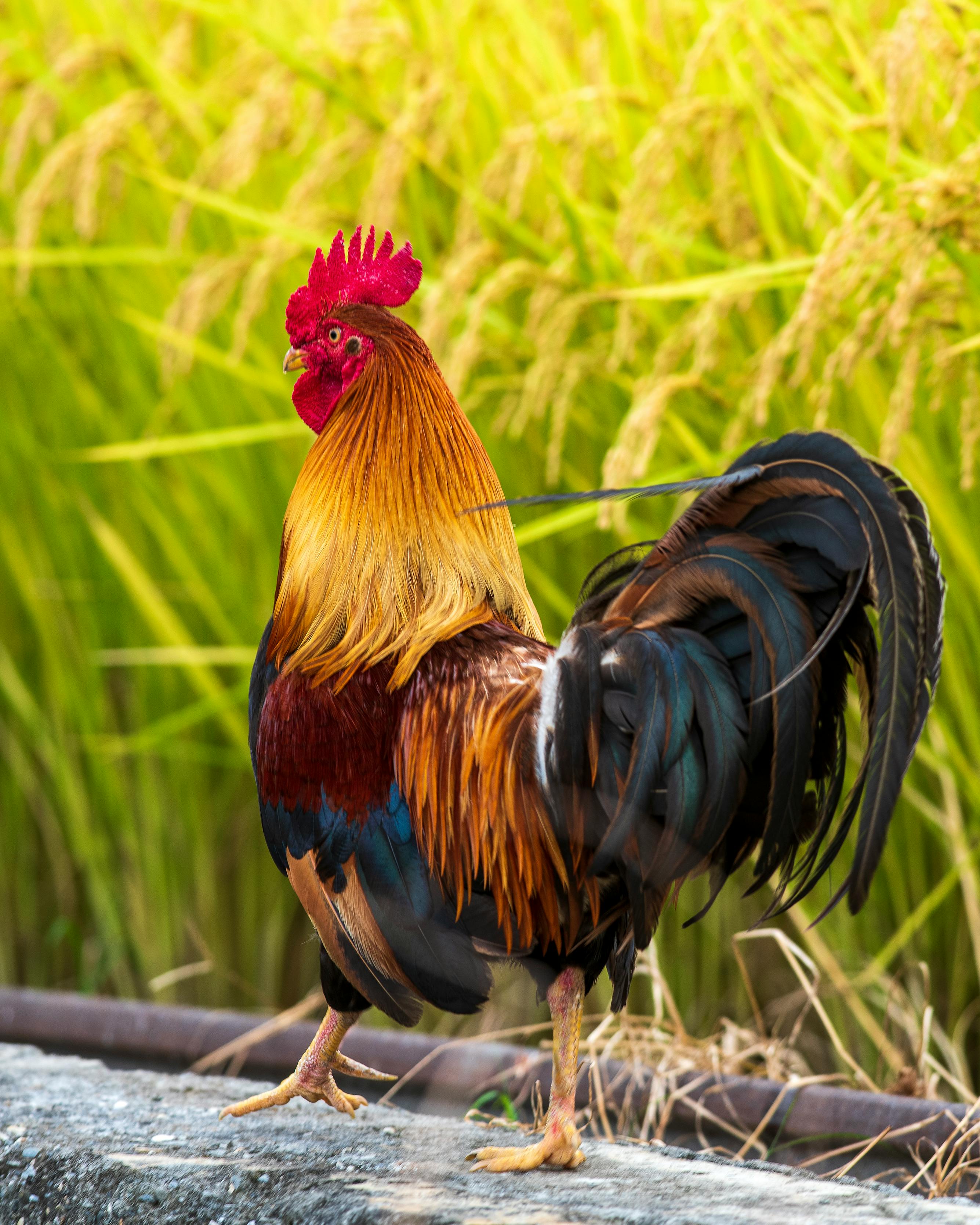 Close-up Photography of Orange Rooster on Brown Wooden Bench · Free ...