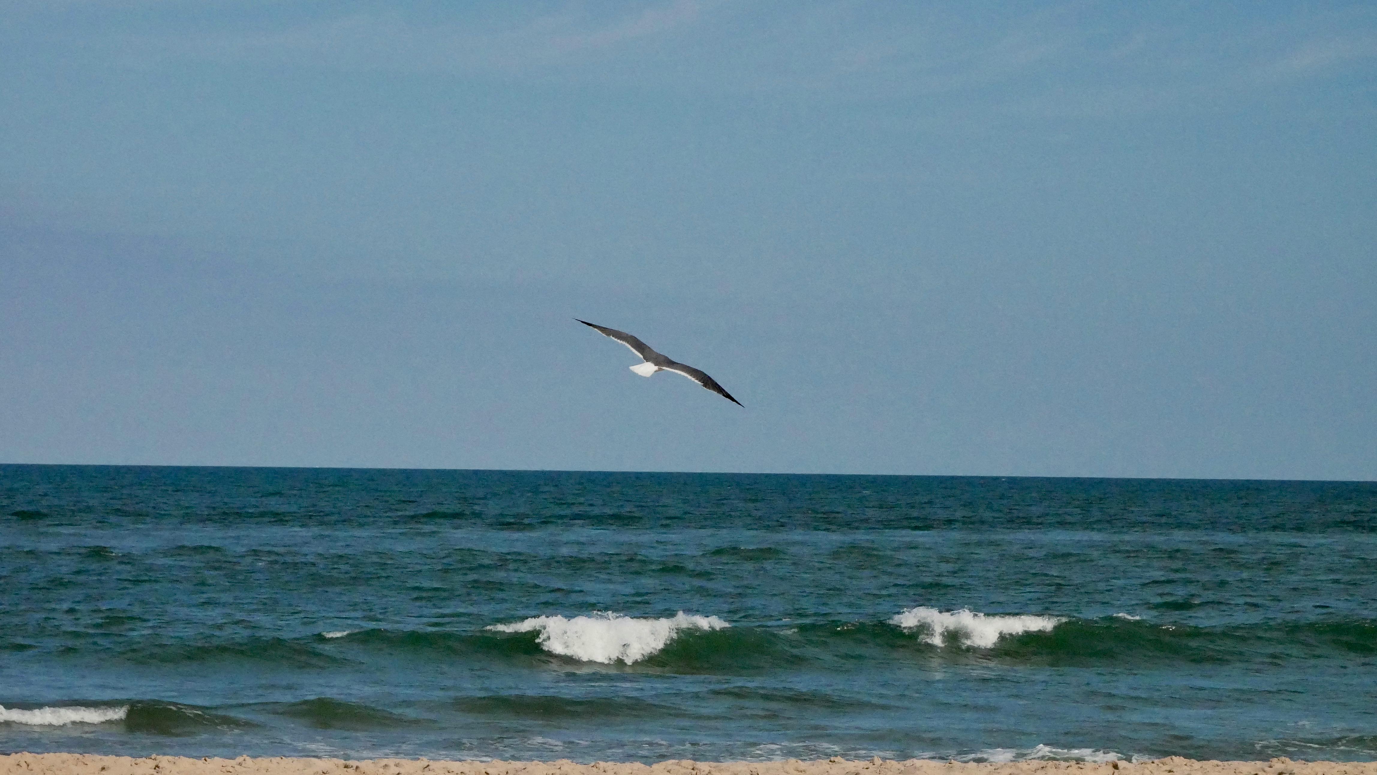 Bird Flying over Sea · Free Stock Photo