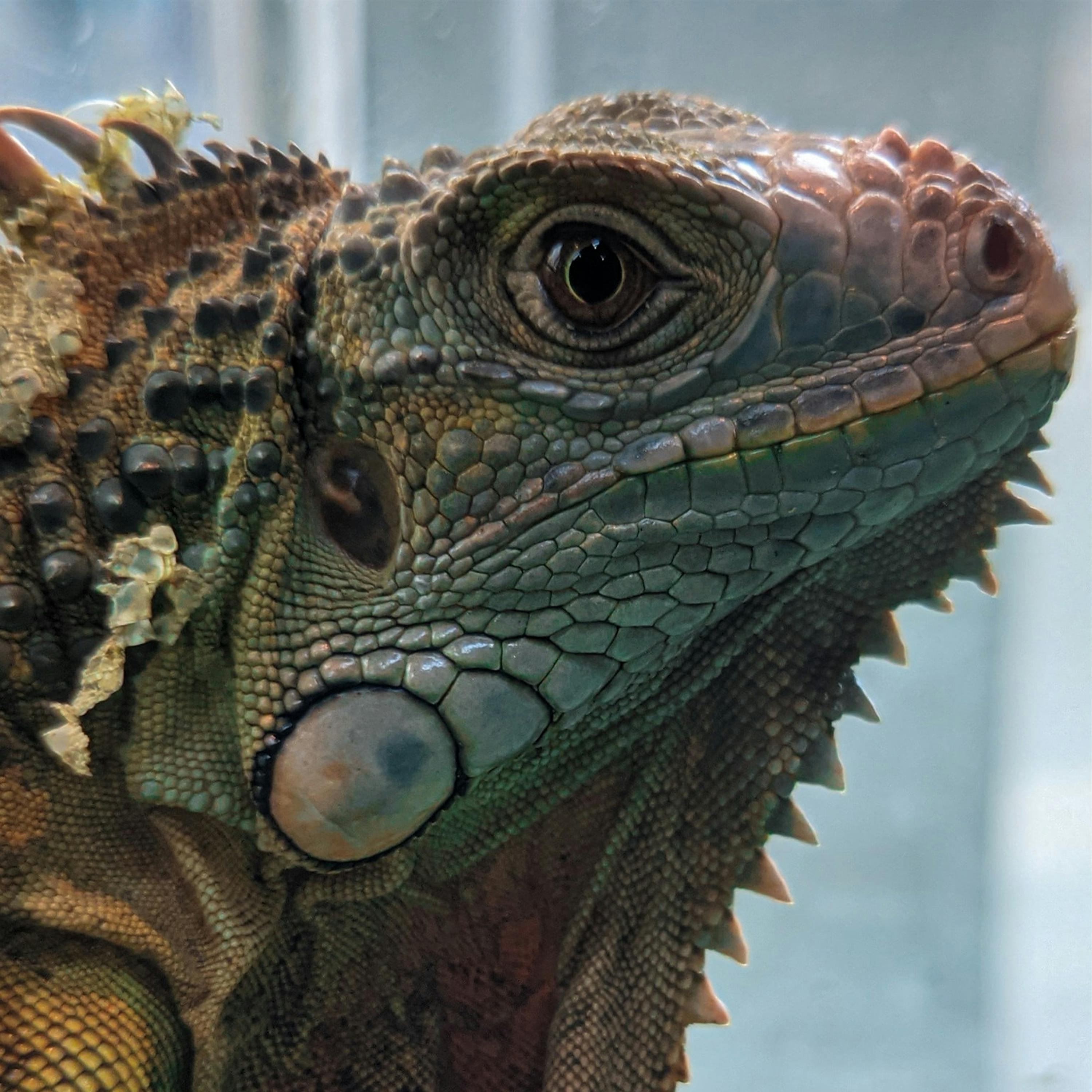 Green Iguana Photos, Download The BEST Free Green Iguana Stock Photos ...